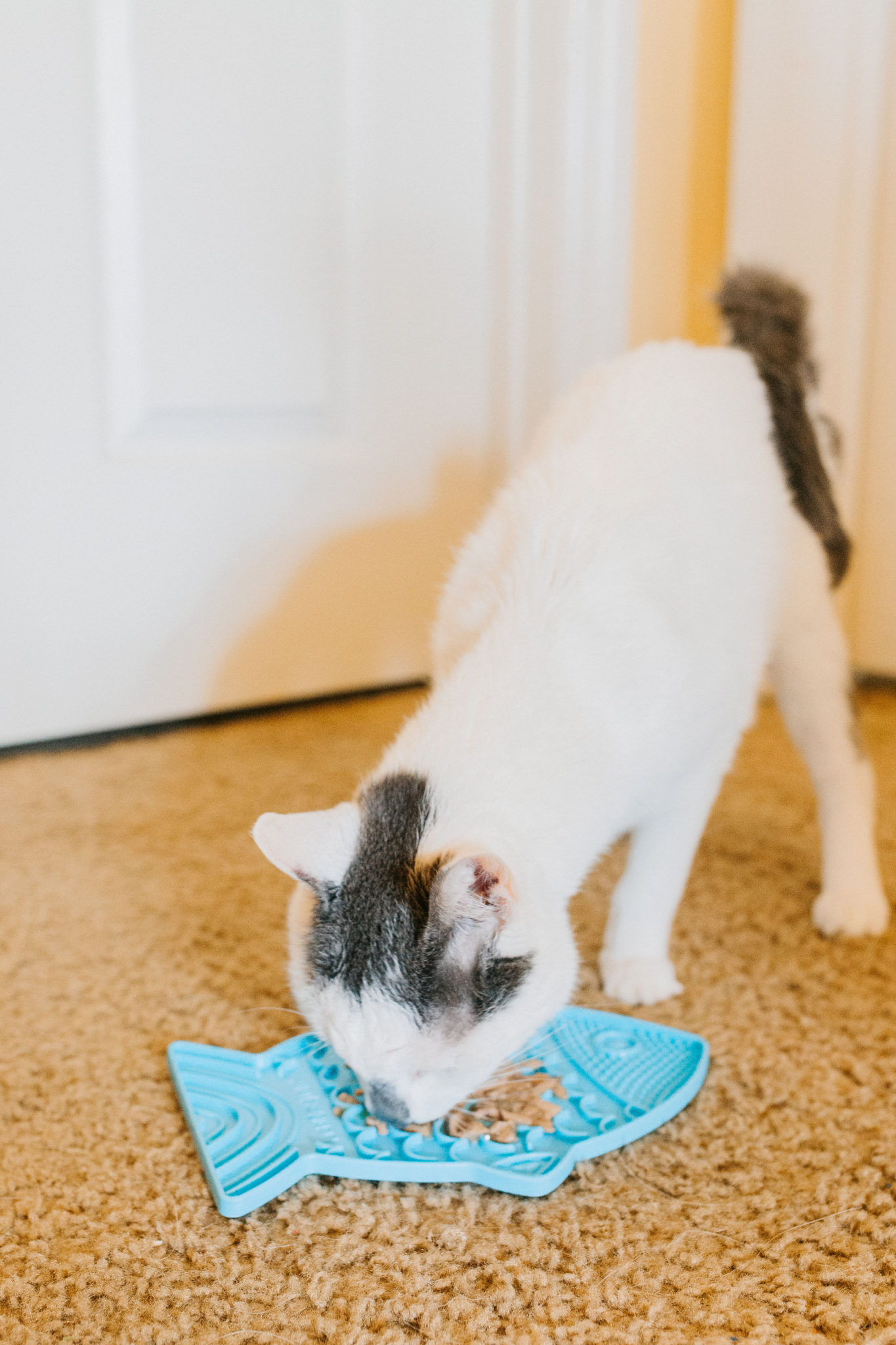 Lickimat Felix: Lickimats For Cats – Sparkles and Sunshine Blog