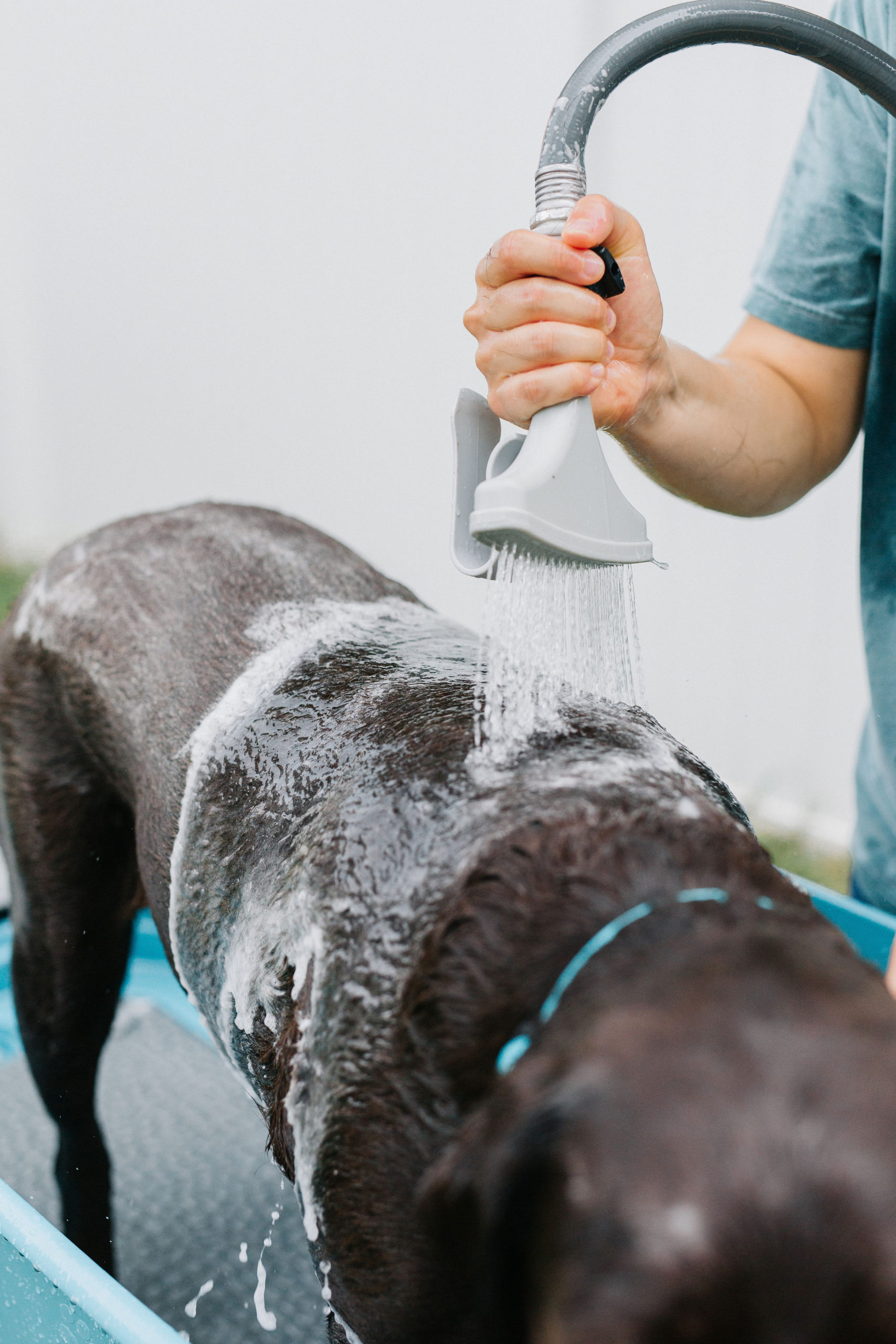 Booster Bath For Dogs: Outdoor Dog Wash Station