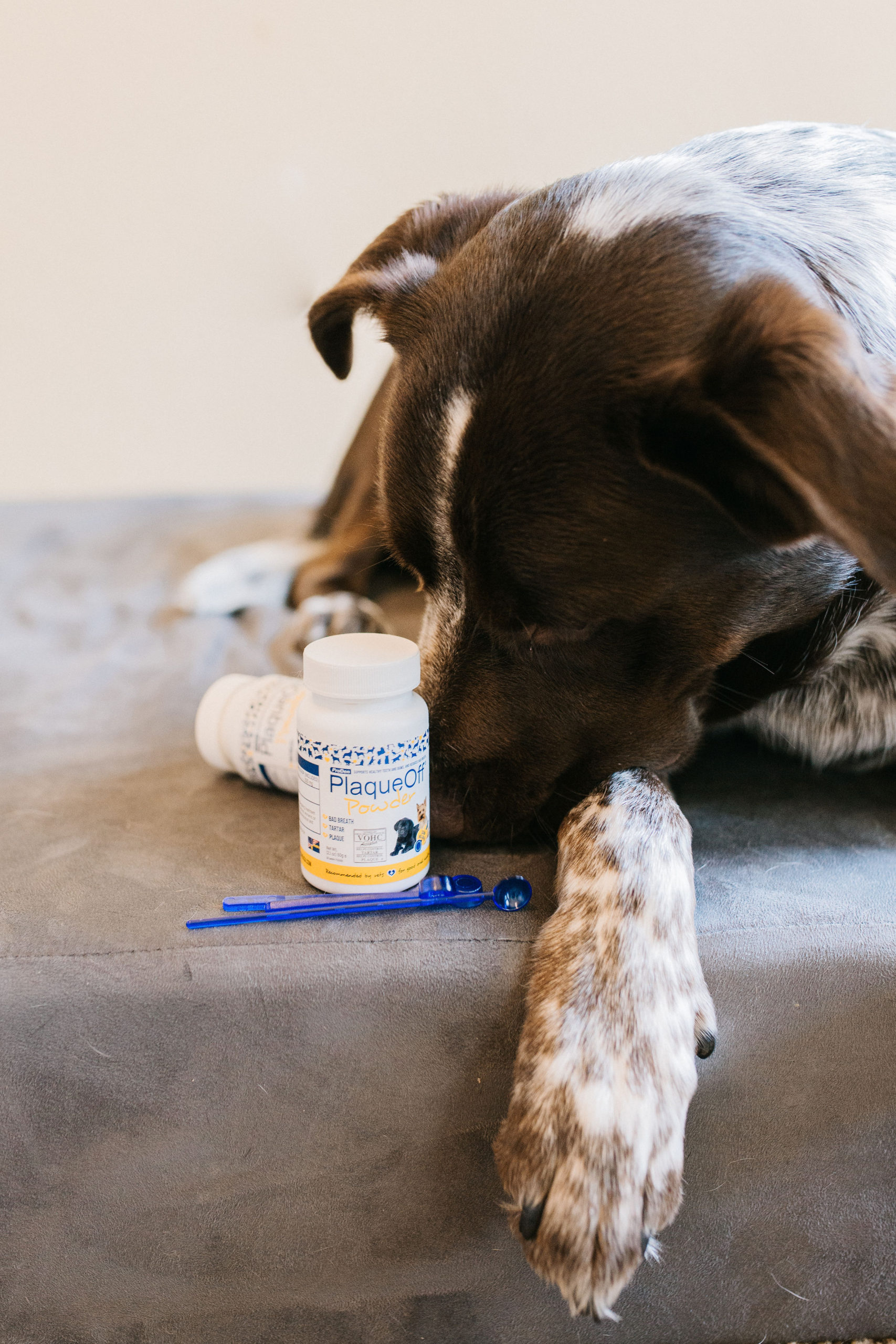 Improve Your Dog’s Dental Health With ProDen PlaqueOff® Powder