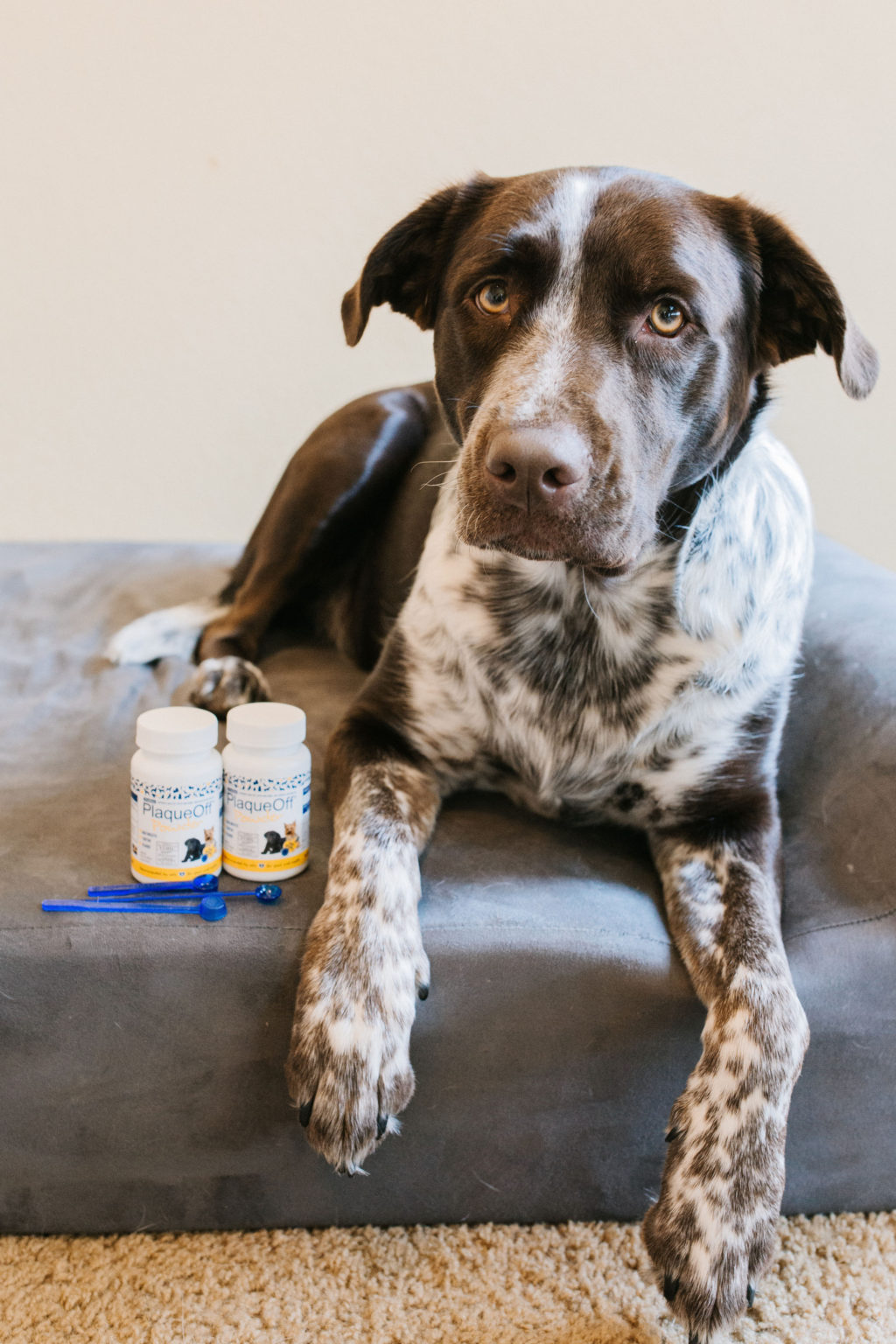 Improve Your Dog’s Dental Health With ProDen PlaqueOff® Powder