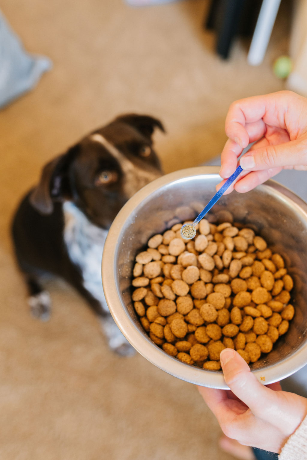 Improve Your Dog’s Dental Health With ProDen PlaqueOff® Powder