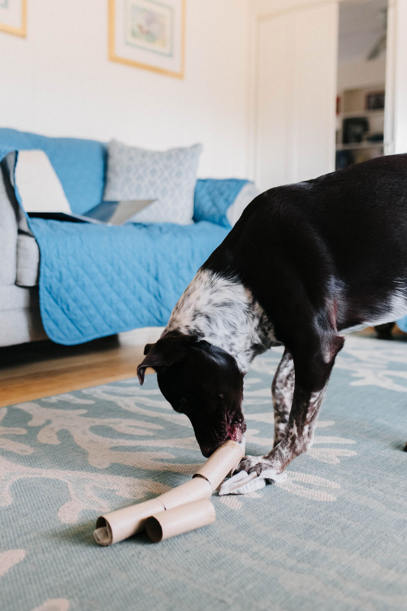 3 DIY Dog Enrichment Ideas To Combat Dog Cabin Fever