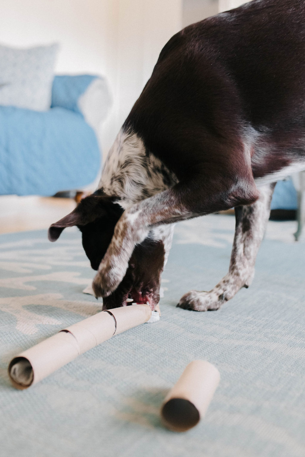 3 DIY Dog Enrichment Ideas To Combat Dog Cabin Fever