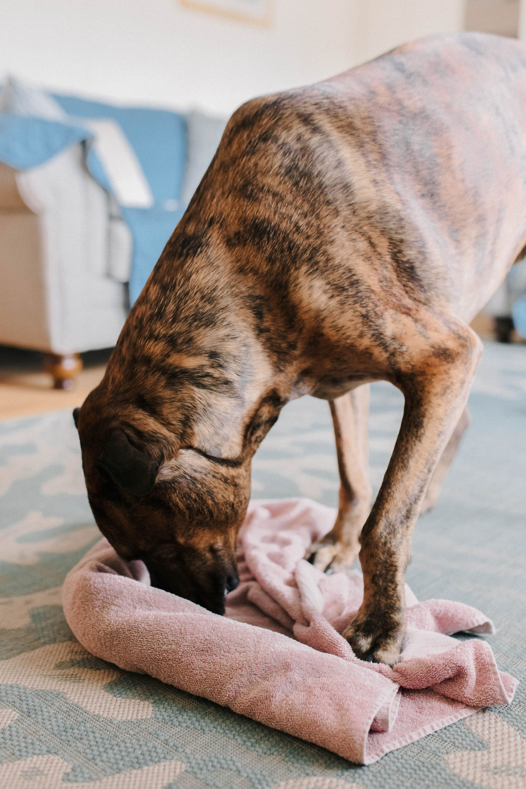 3-diy-dog-enrichment-ideas-to-combat-dog-cabin-fever