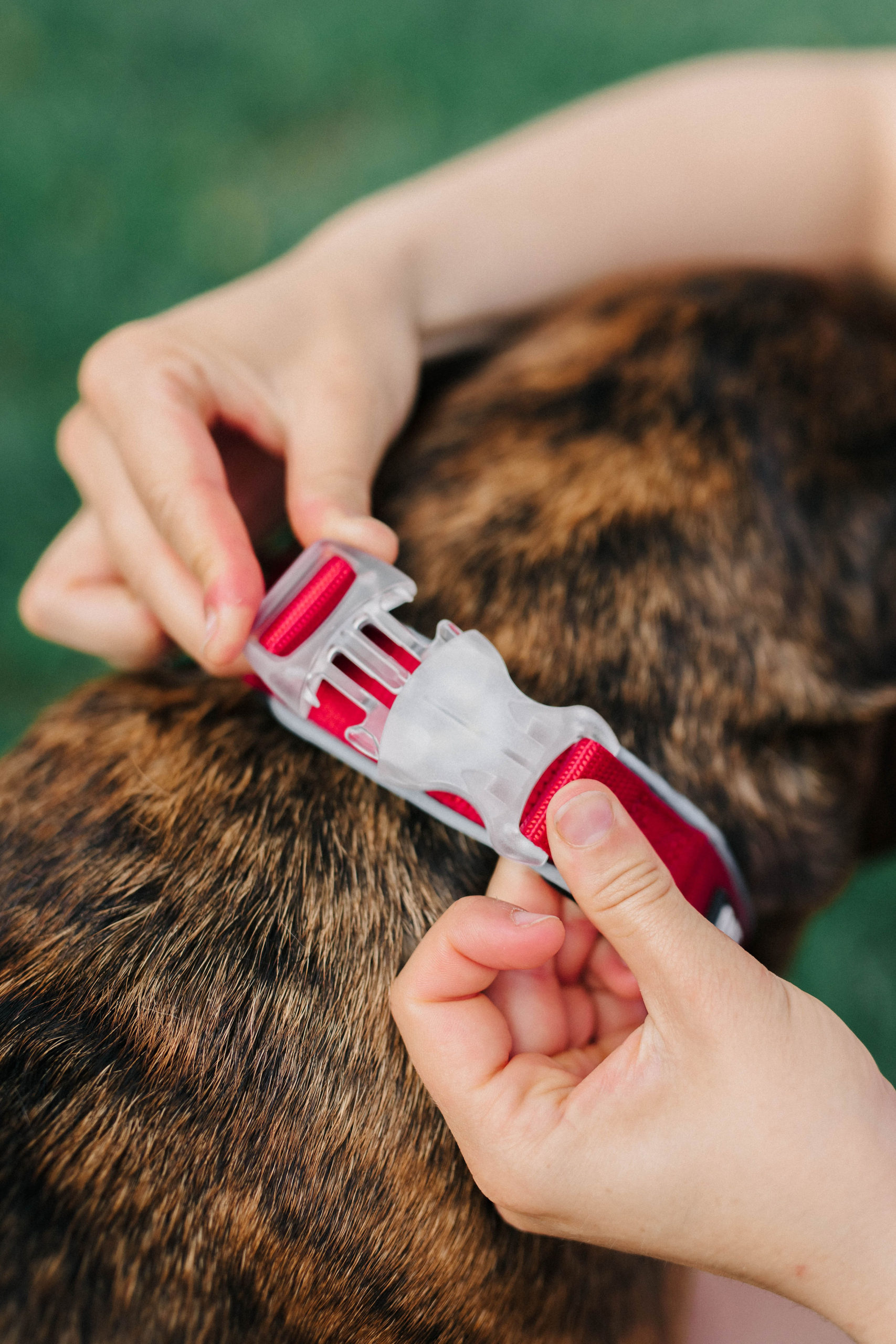 BEST LED Dog Collar: DGS Pet Products Comet Collar