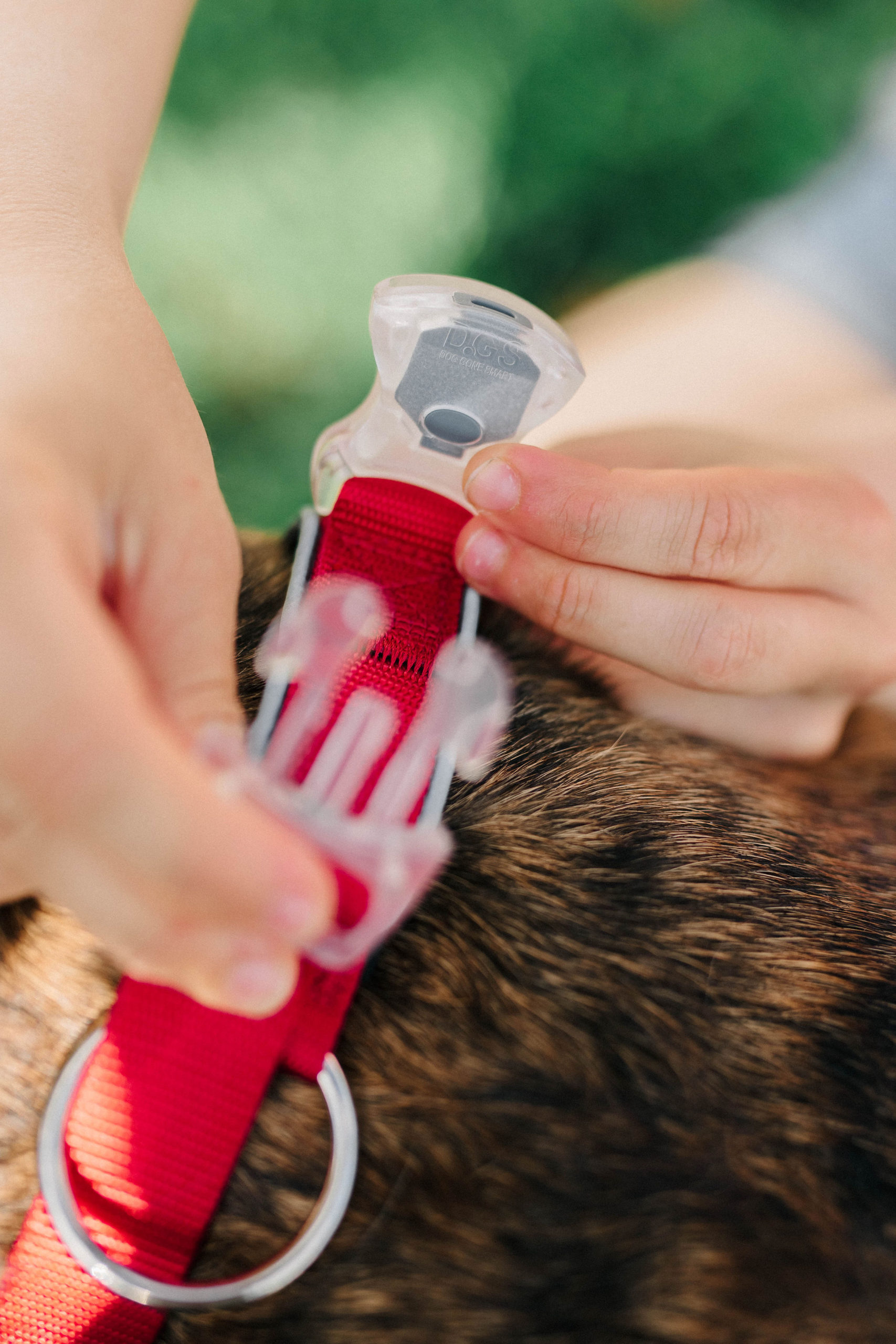 BEST LED Dog Collar: DGS Pet Products Comet Collar