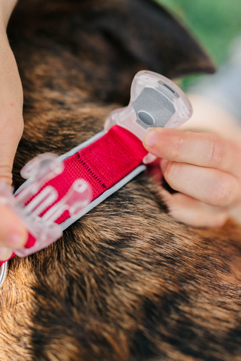 BEST LED Dog Collar: DGS Pet Products Comet Collar