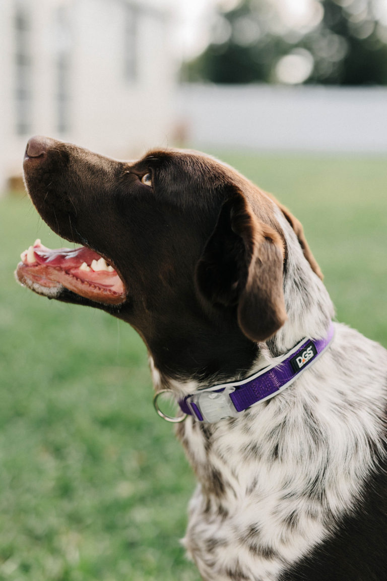 BEST LED Dog Collar: DGS Pet Products Comet Collar