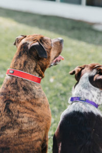 BEST LED Dog Collar: DGS Pet Products Comet Collar