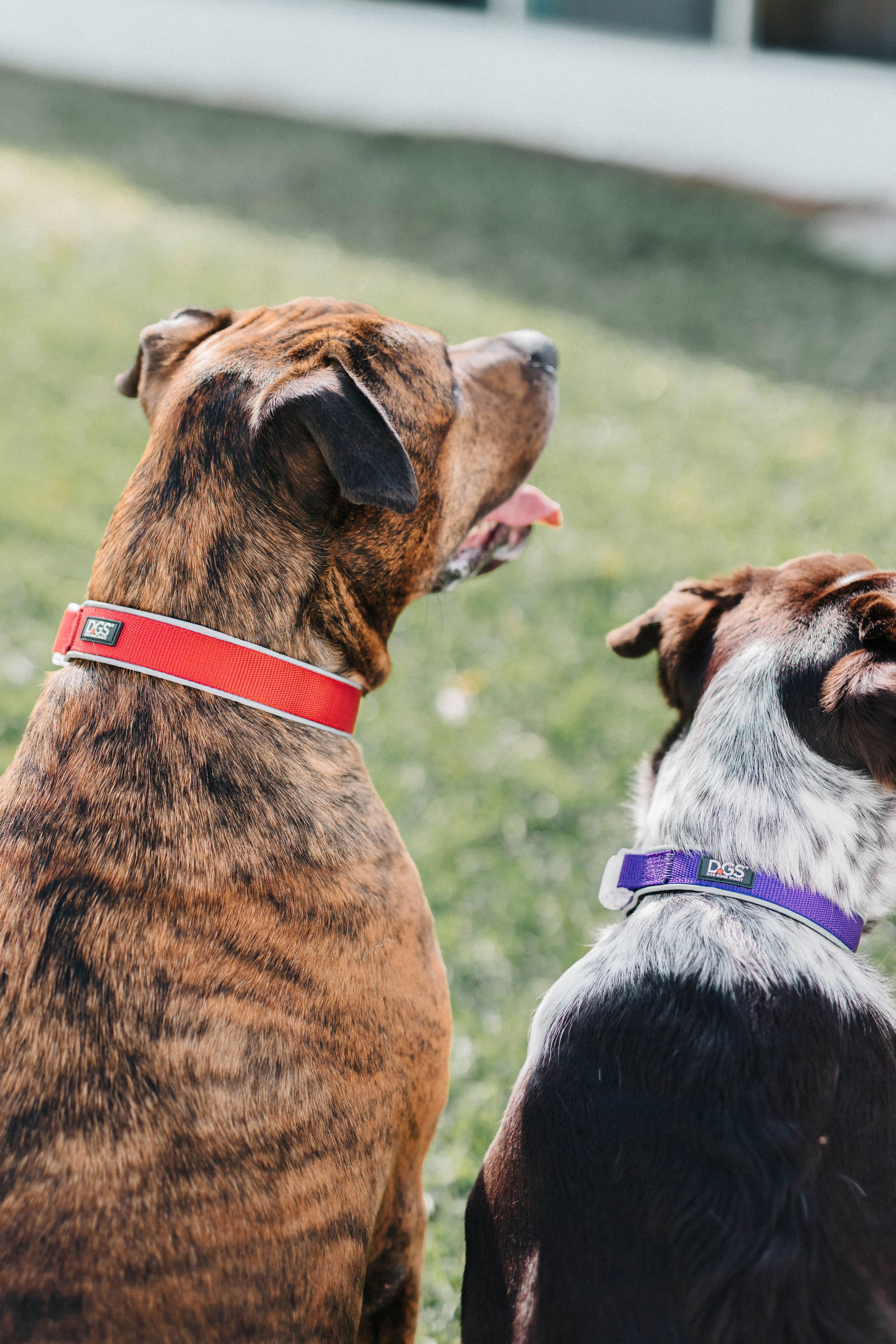 BEST LED Dog Collar: DGS Pet Products Comet Collar