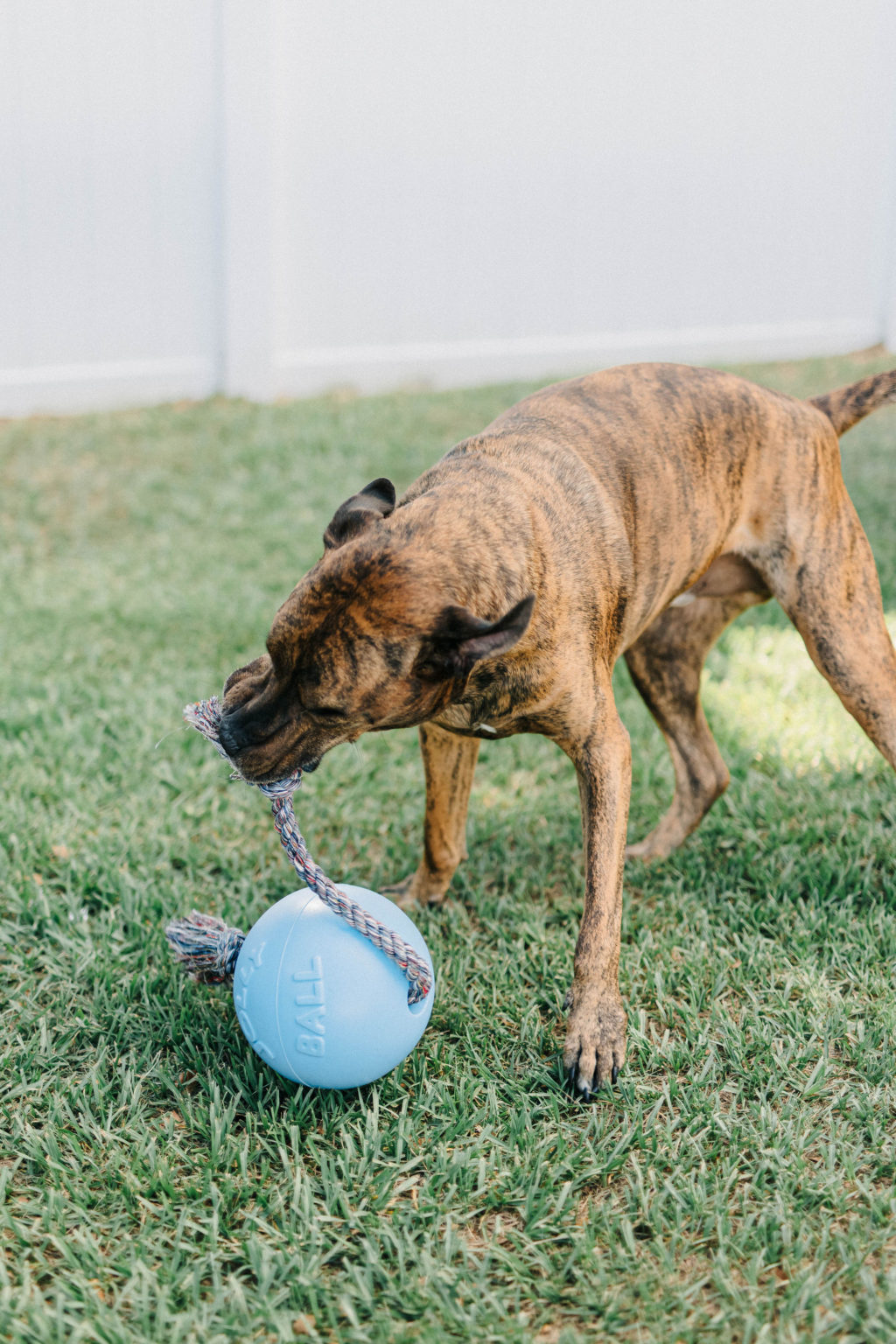 Jolly Pets Outside Active Dog Toys