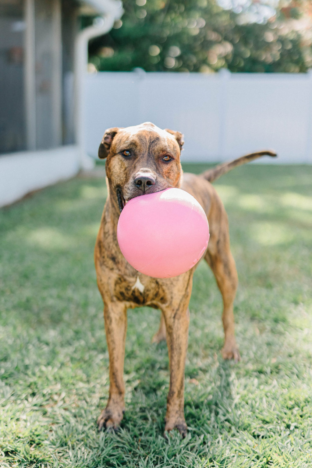 Jolly Pets Outside Active Dog Toys