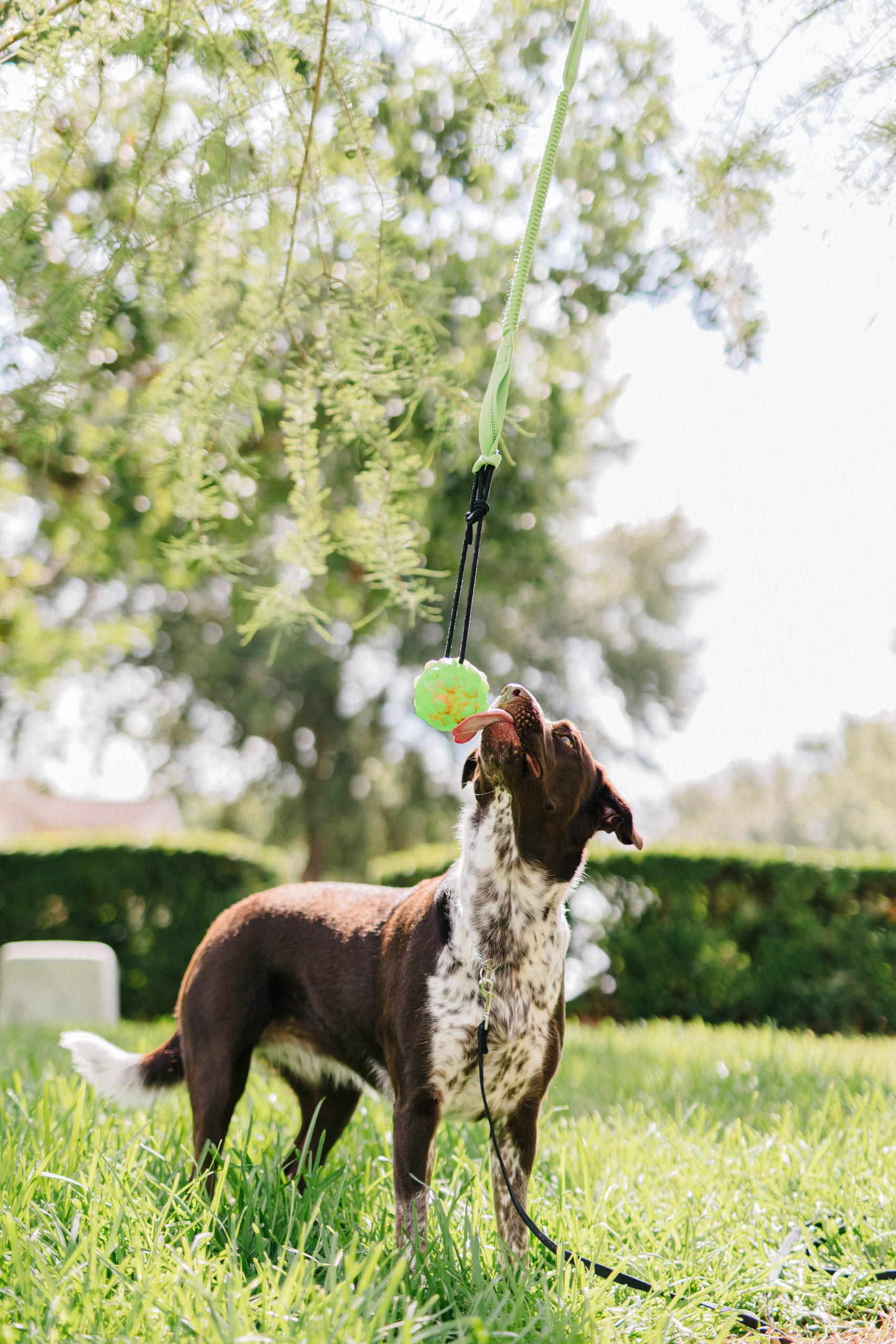 Jolly Pets Tree Tugger Outdoor Dog Toy Review