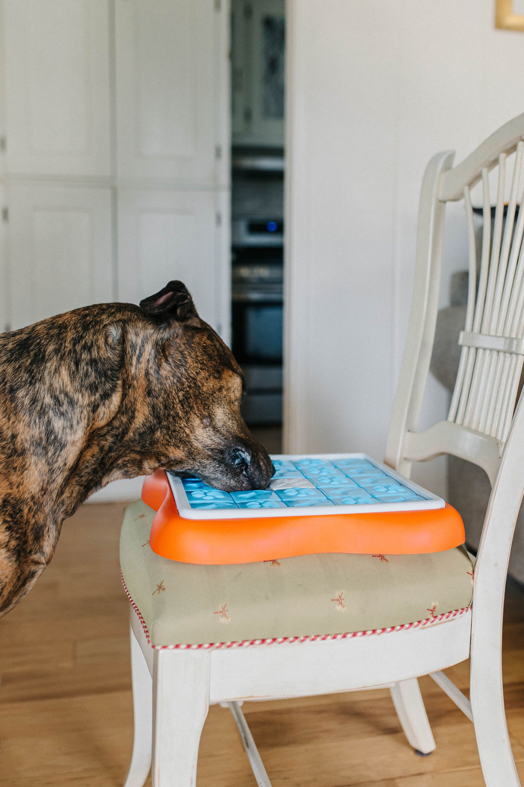 3 Ways To Create Advanced Dog Puzzles