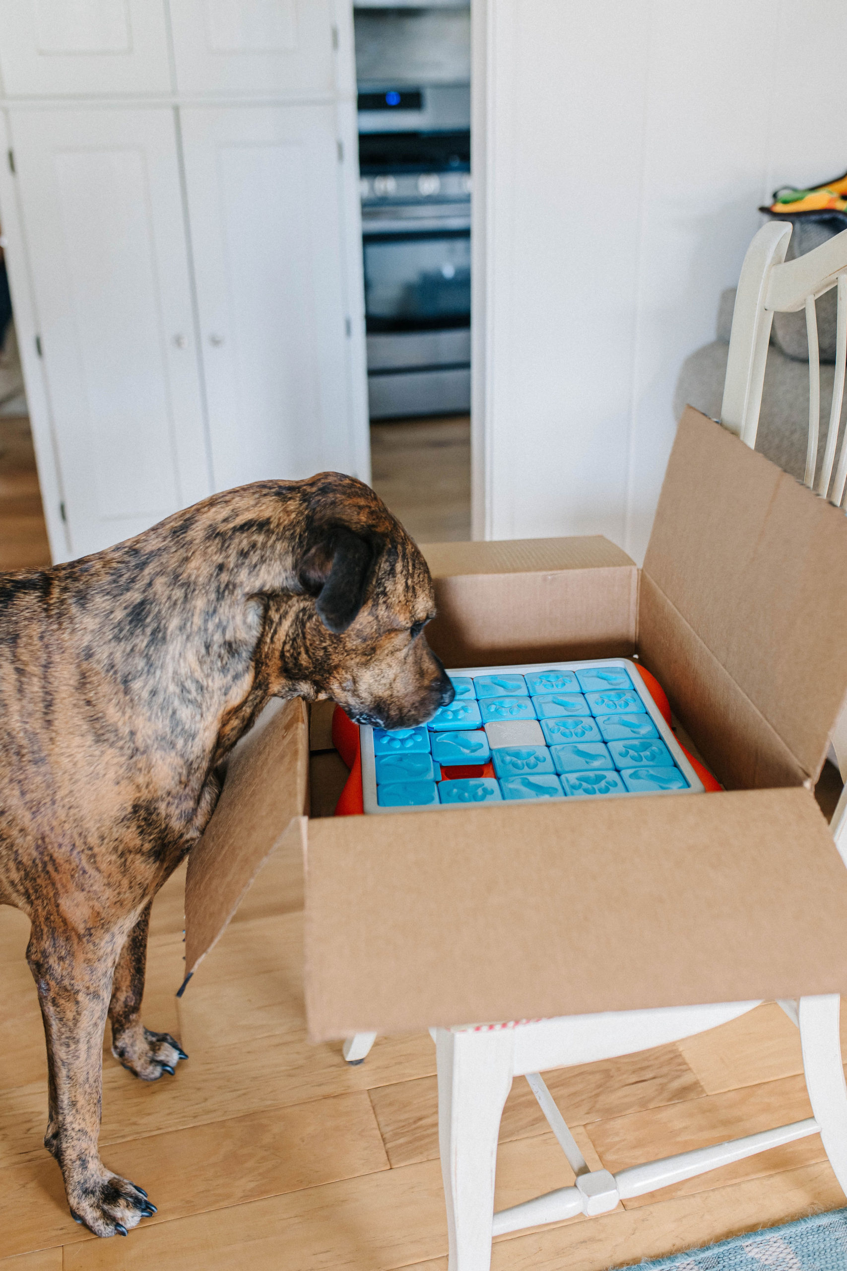 3 Ways To Create Advanced Dog Puzzles