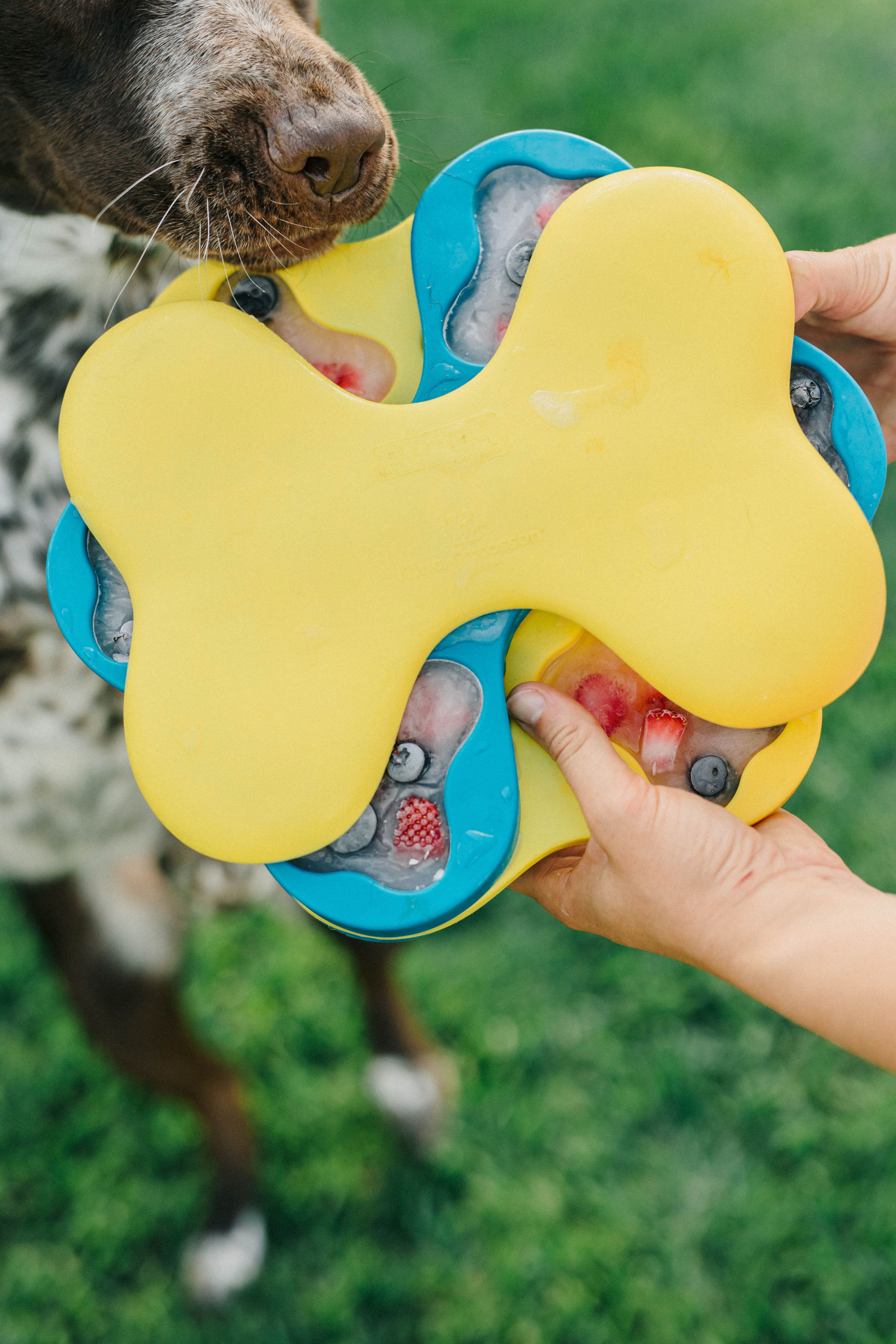 3 Ways To Create Advanced Dog Puzzles