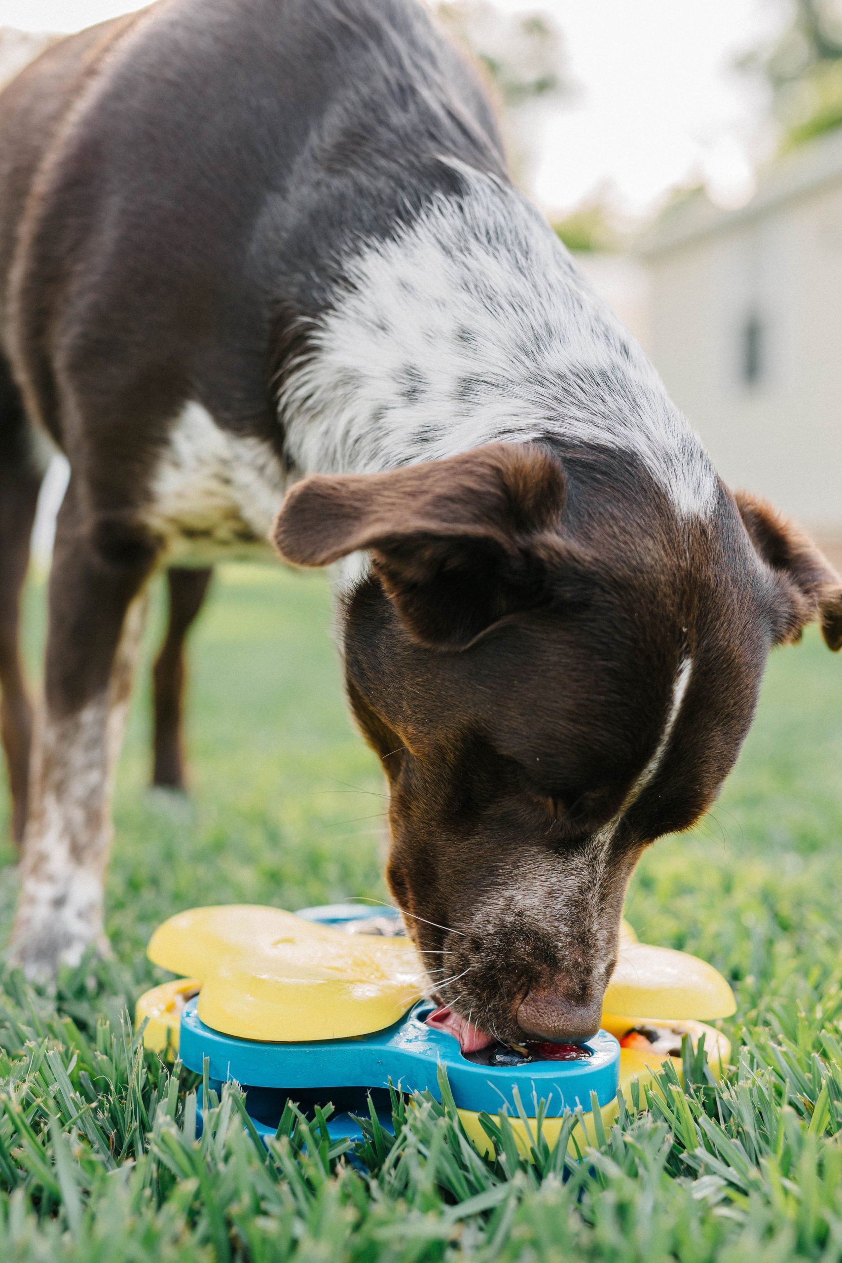 3 Ways To Create Advanced Dog Puzzles