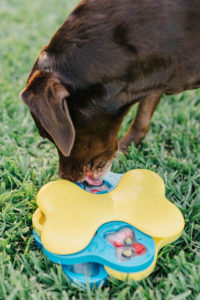 3 Ways To Create Advanced Dog Puzzles