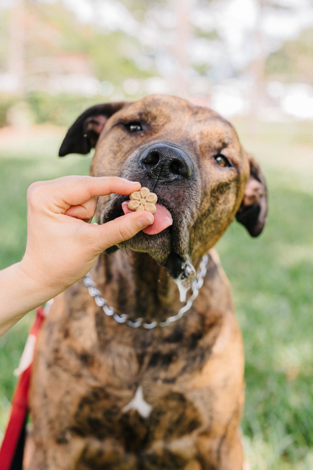 3 Fruitables Dog Treats: Low Calorie Snacks For Dogs – Sparkles and ...