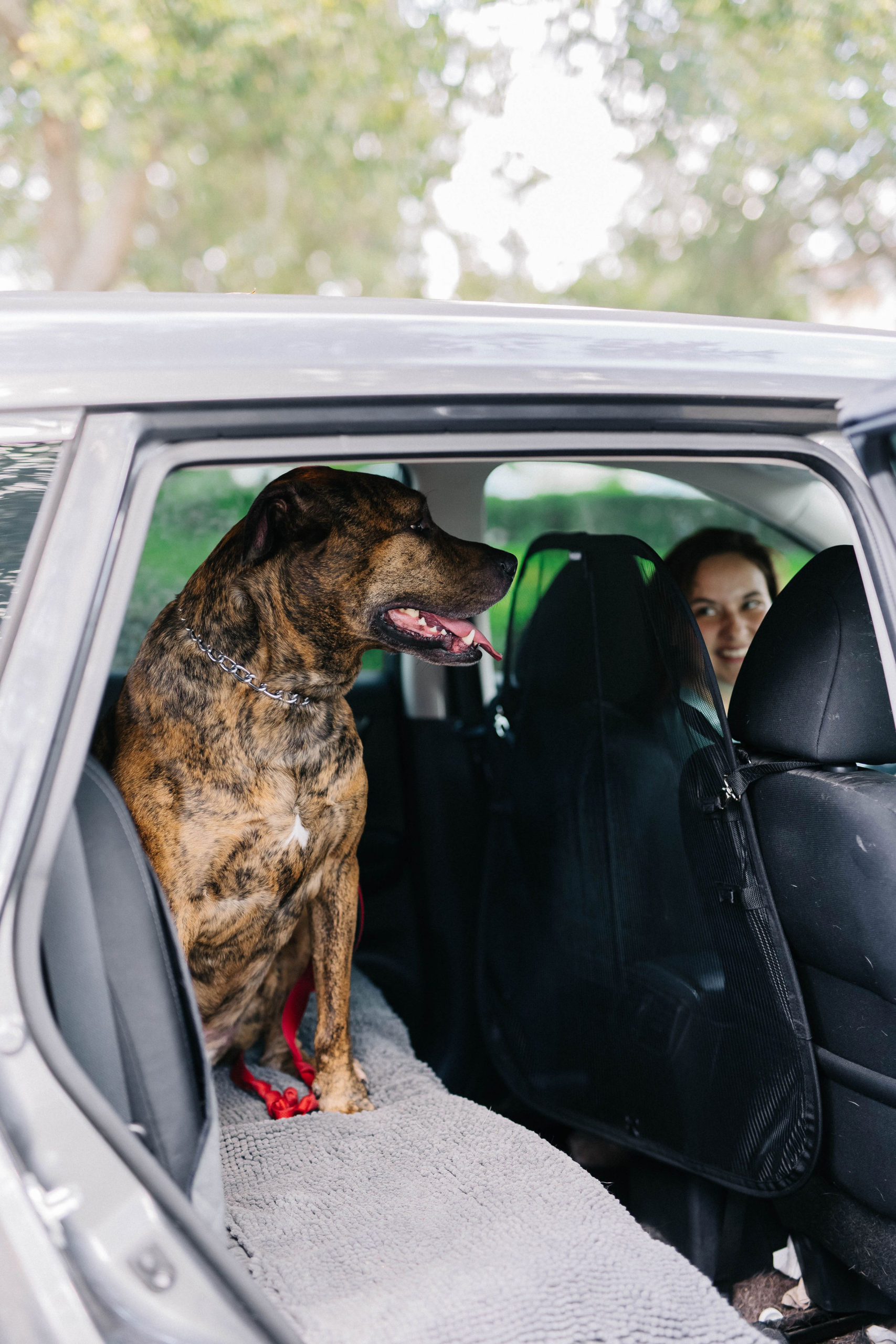 4 Dog Travel Accessories For Traveling With Large Dogs