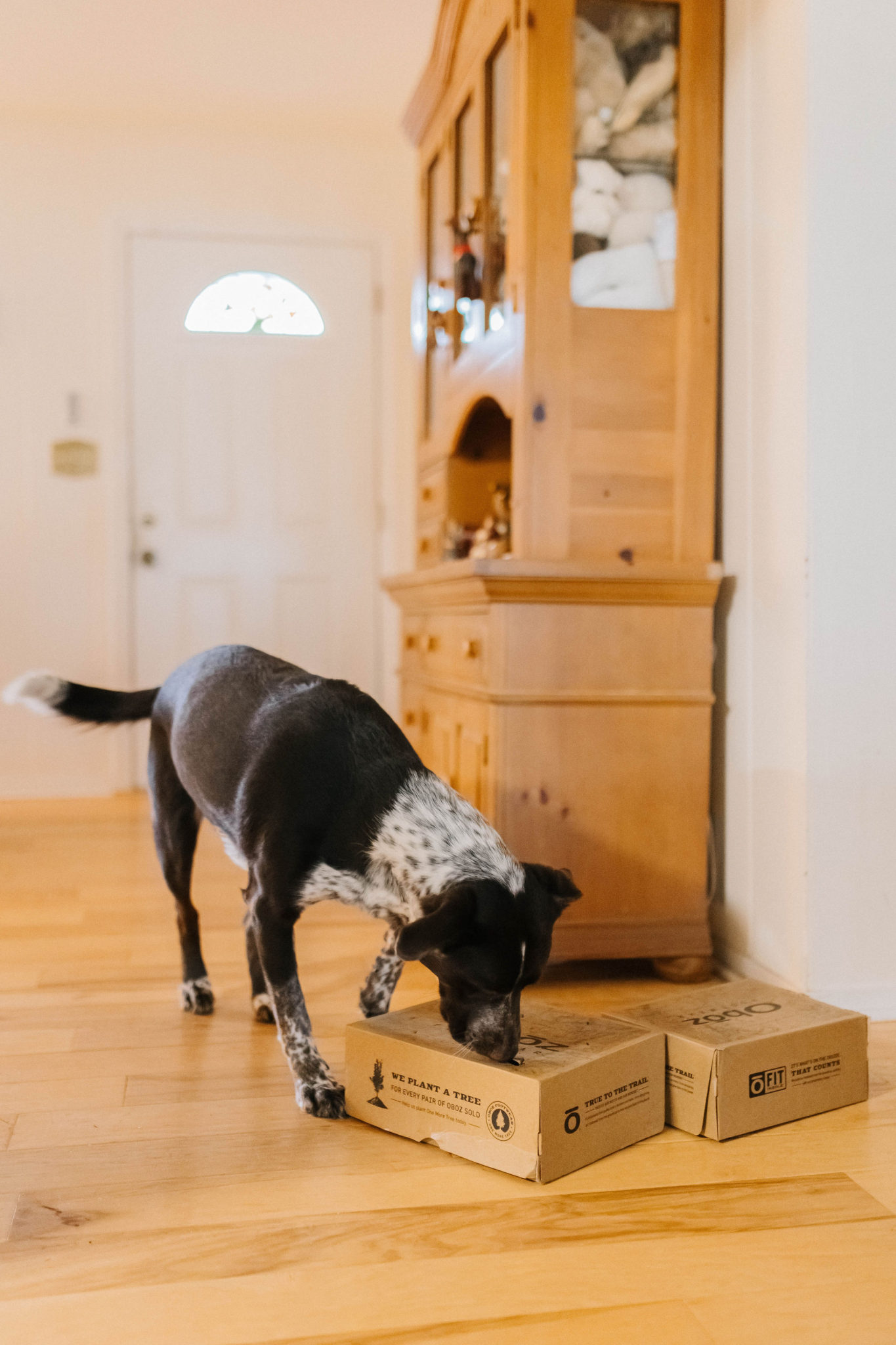 3 Easy Scenting Games For Dogs