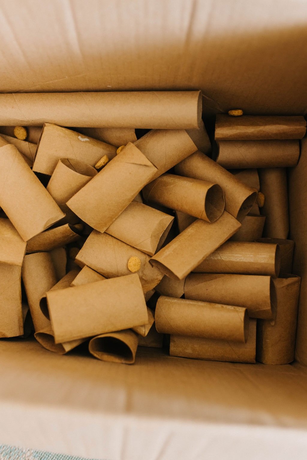 3 Dog Enrichment Activities Using Toilet Paper Rolls