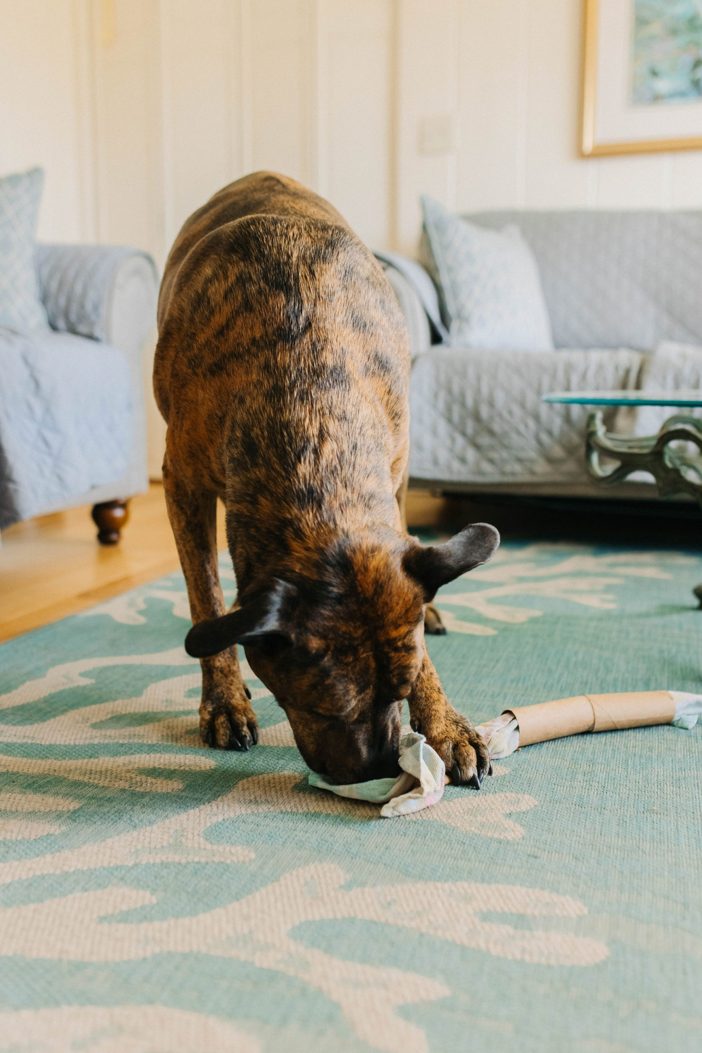 3 Dog Enrichment Activities Using Toilet Paper Rolls