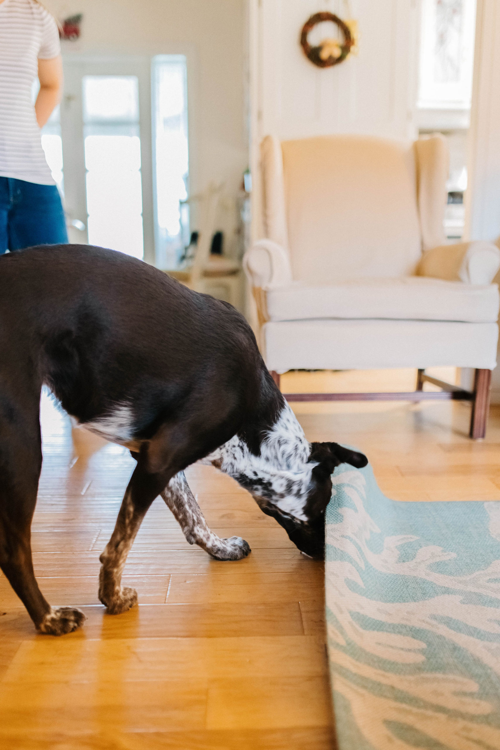 3 Easy Scenting Games For Dogs