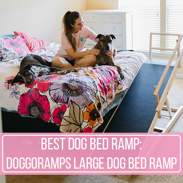 How To Keep Ticks And Bugs Off Dogs While Hiking: DGS Pet UnBugz It Dog ...