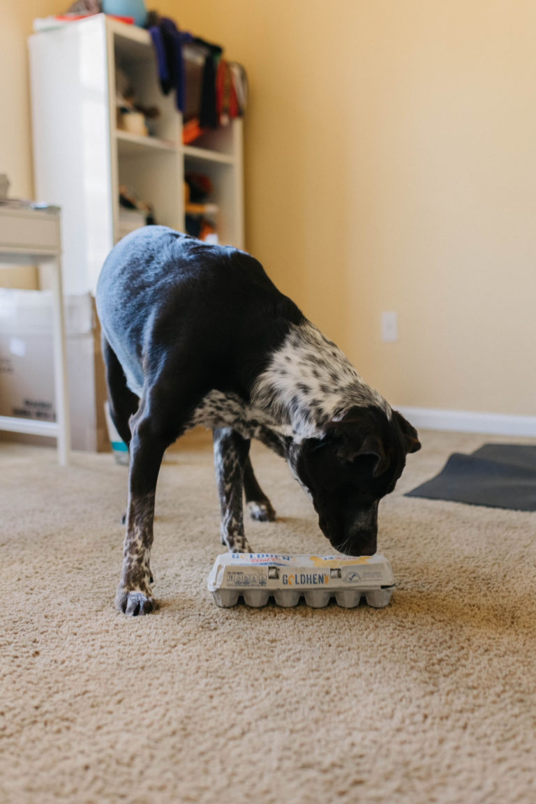 4 DIY enrichment Activities For Dogs Using Egg Cartons