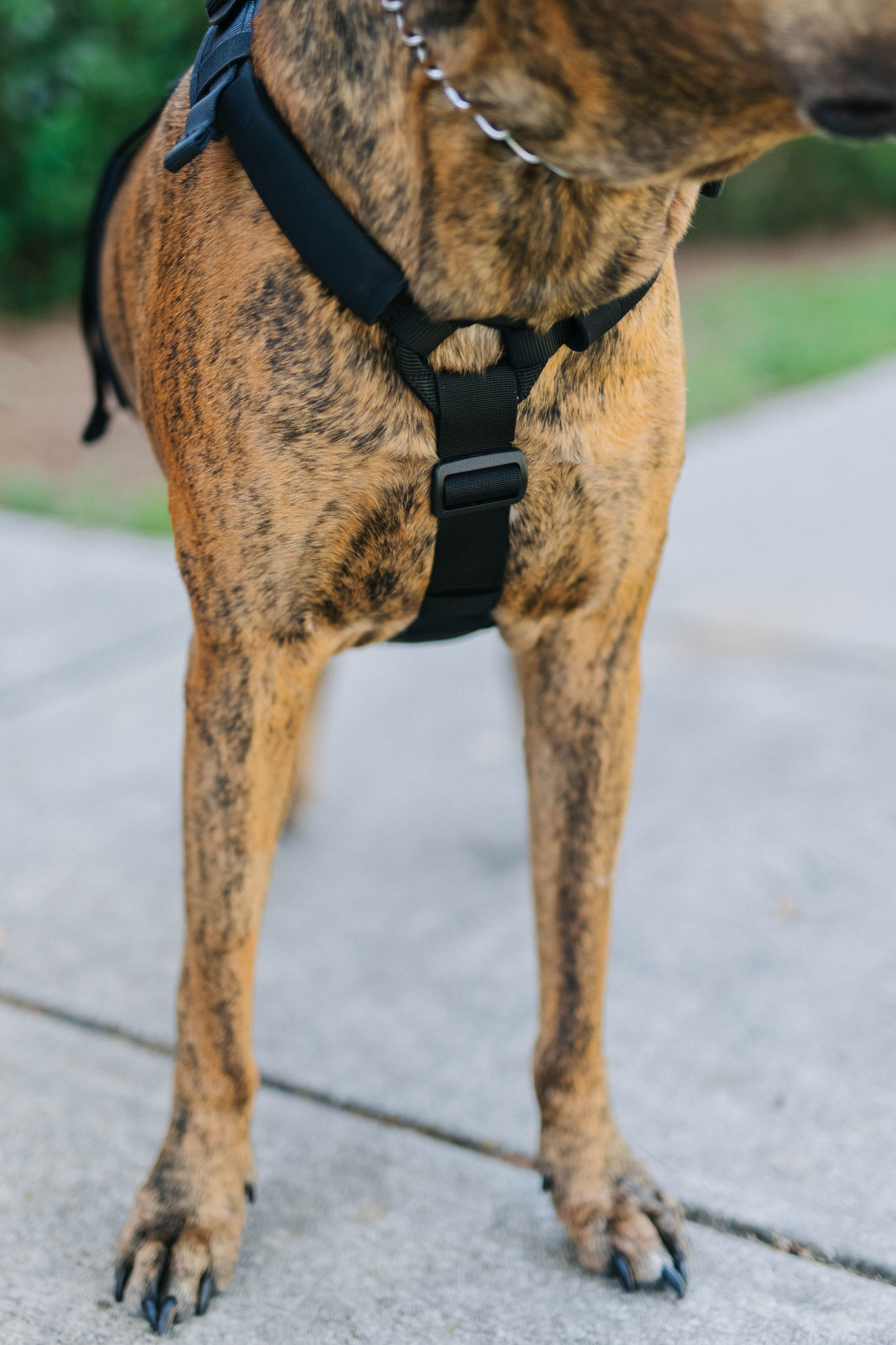 TPLO Surgery Dog Recovery Essential: Help ‘Em Up Dog Harness