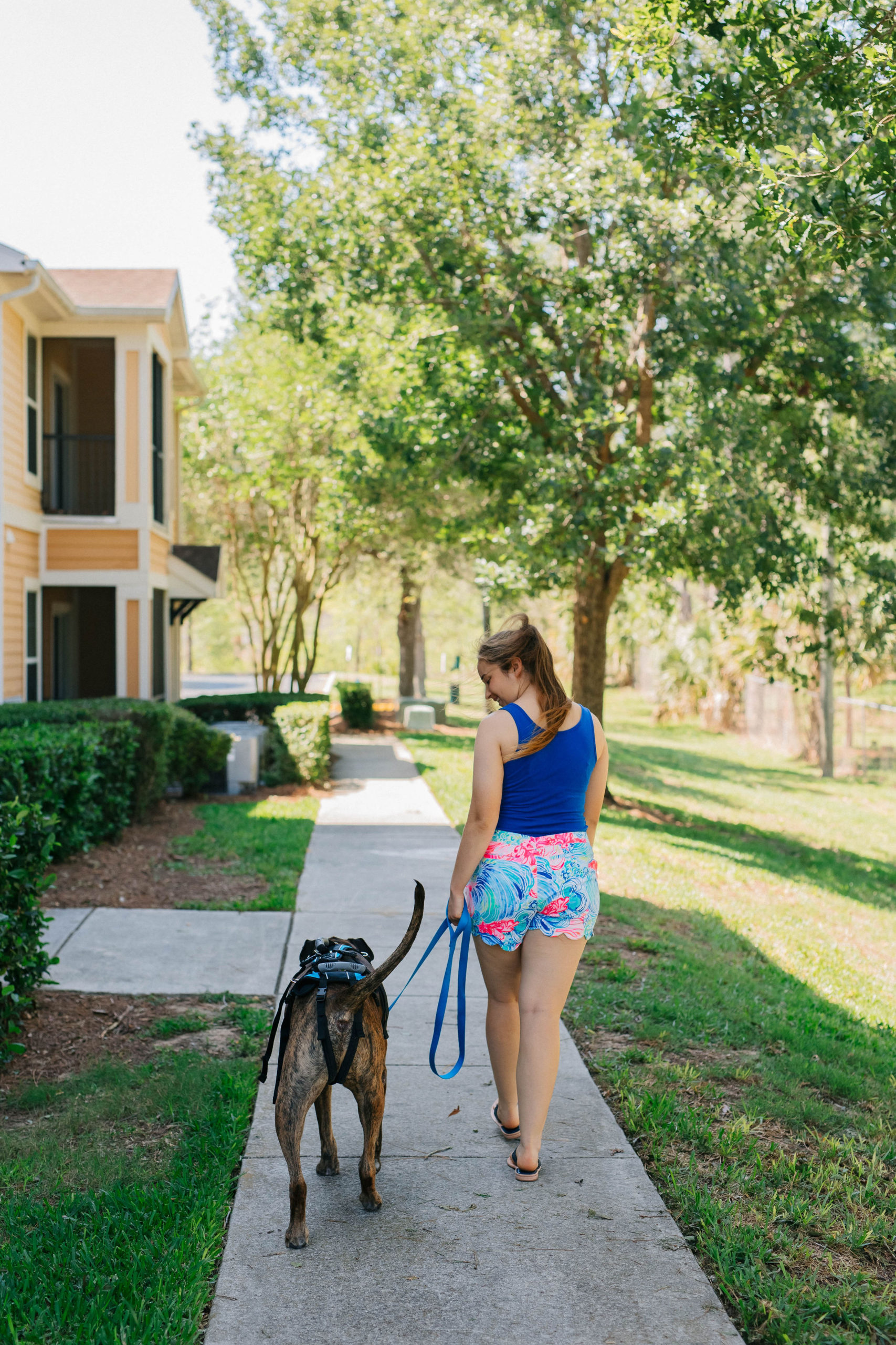 TPLO Surgery Dog Recovery Essential: Help ‘Em Up Dog Harness