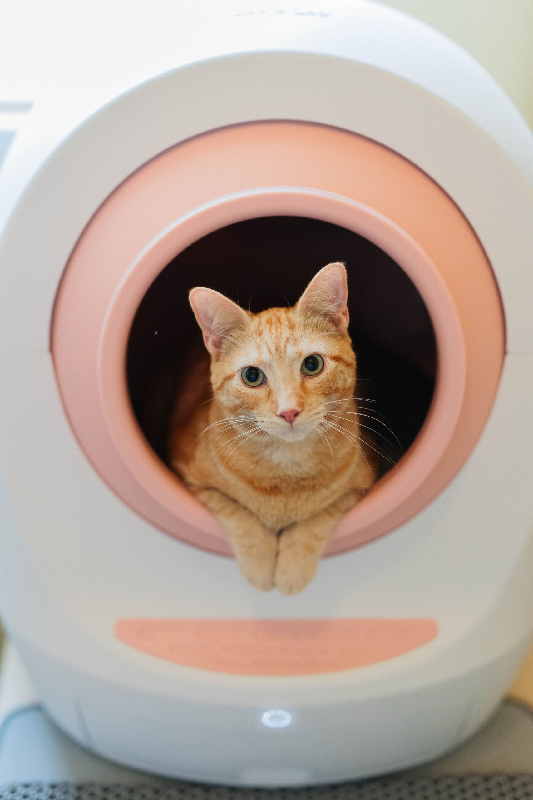 Leo’s Loo Too Review: Electric Smart Cat Litter Box
