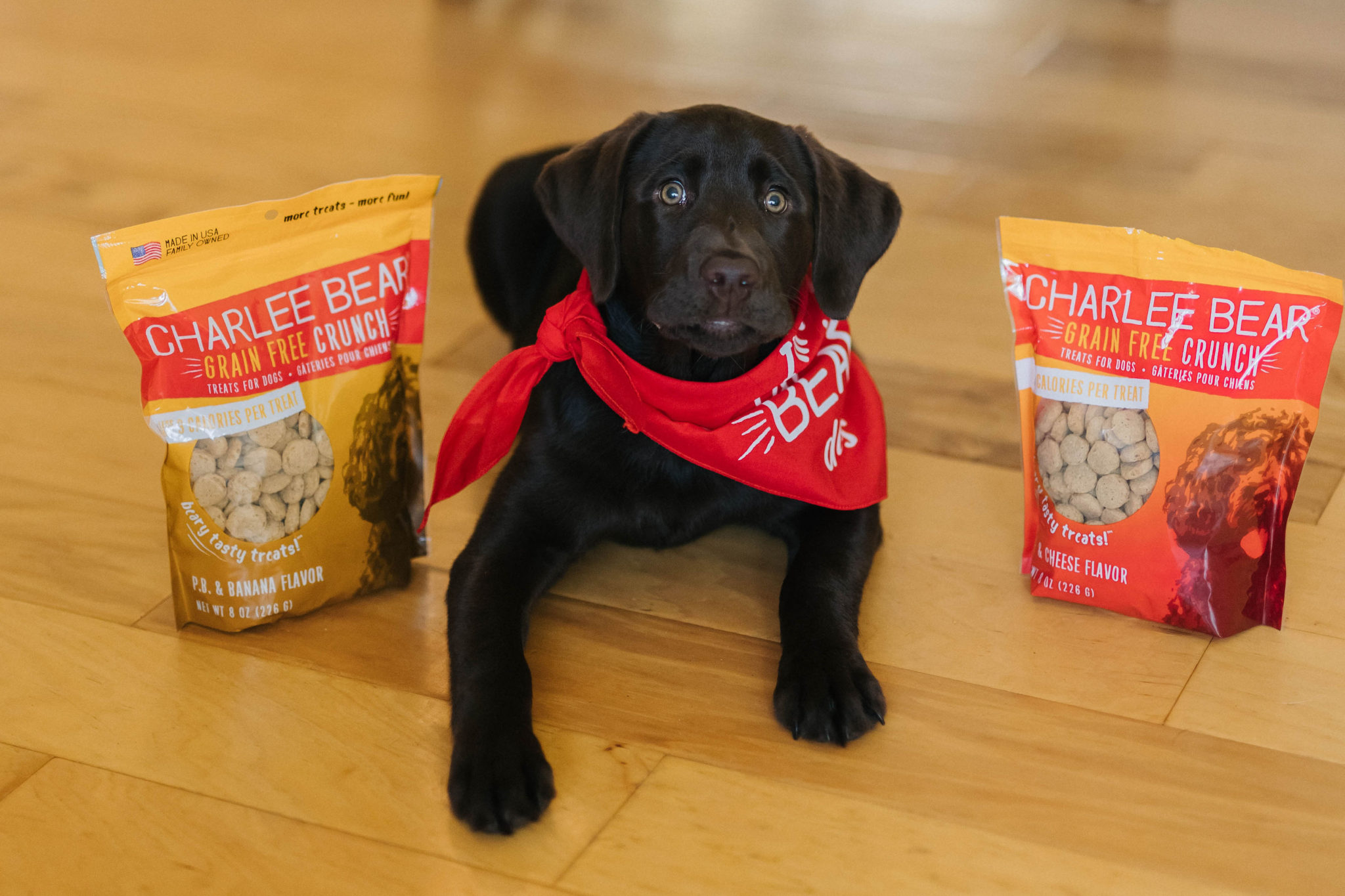 3 Basic Obedience Puppy Training Commands