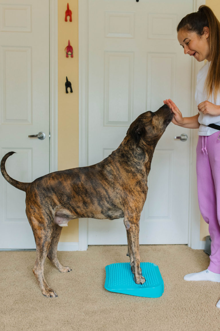 3 Beginner FitPaws K9 Fitness Exercises