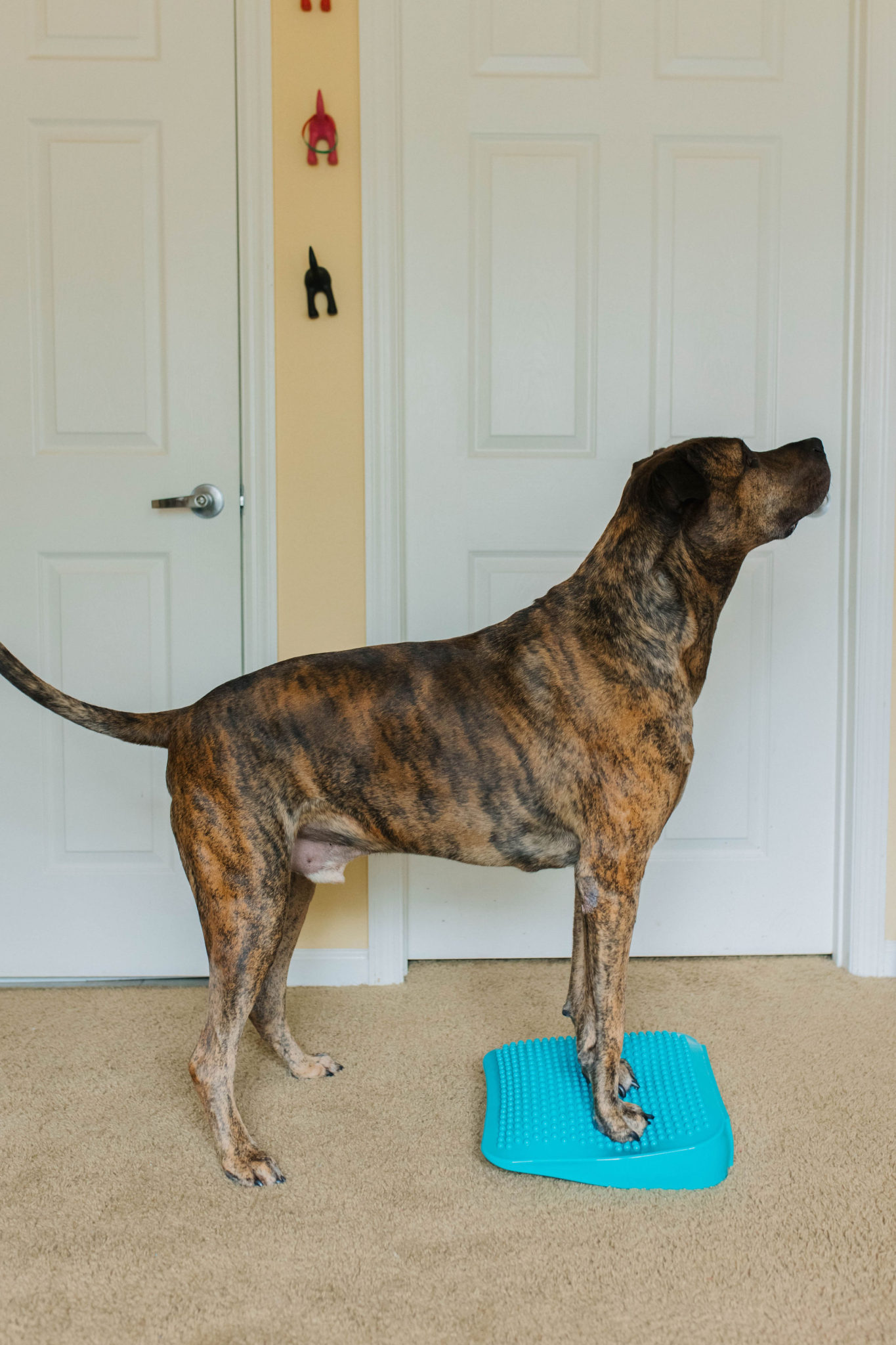 3 Beginner FitPaws K9 Fitness Exercises