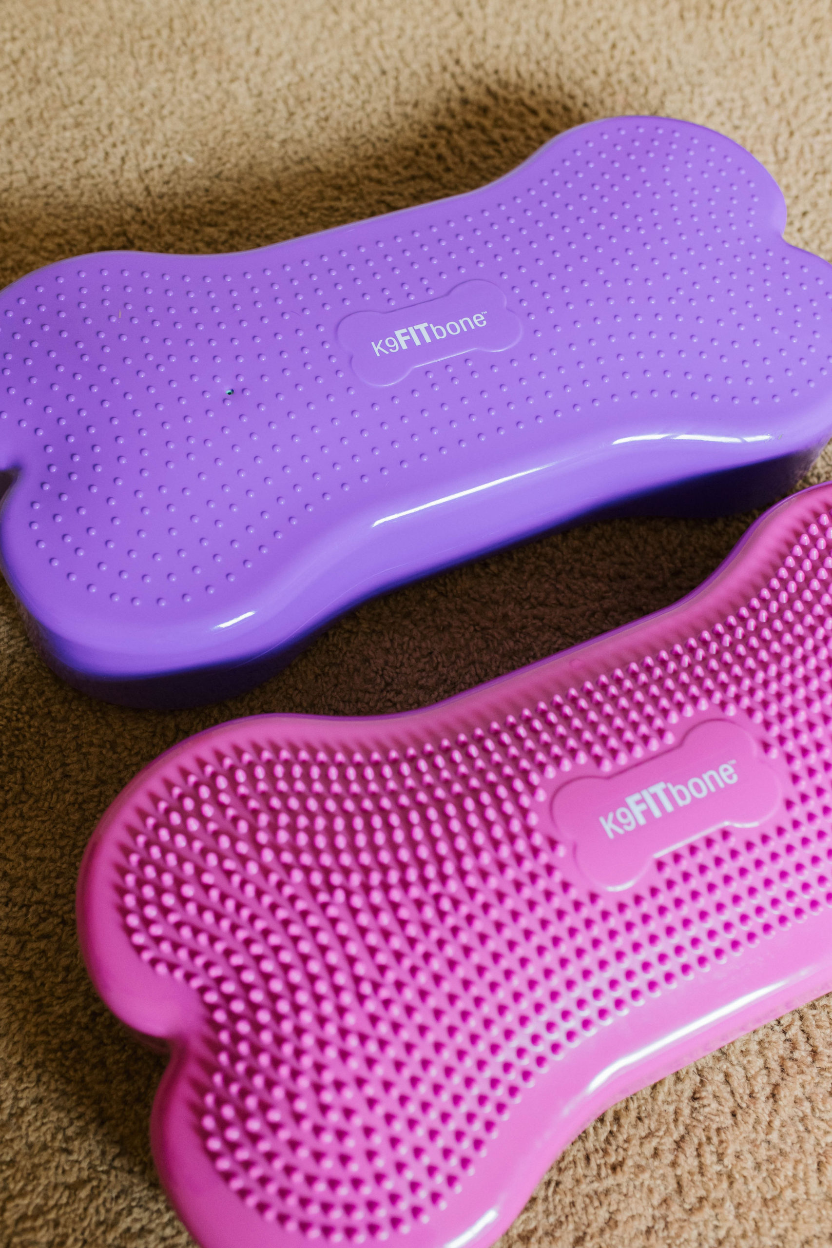 3 Beginner FitPaws K9 Fitness Exercises – Sparkles and Sunshine Blog