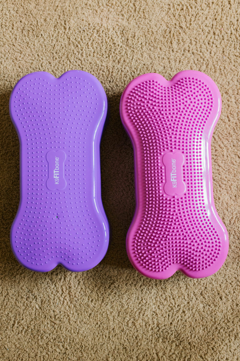 3 Beginner FitPaws K9 Fitness Exercises