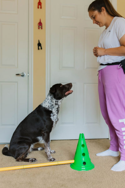 3 Beginner FitPaws K9 Fitness Exercises