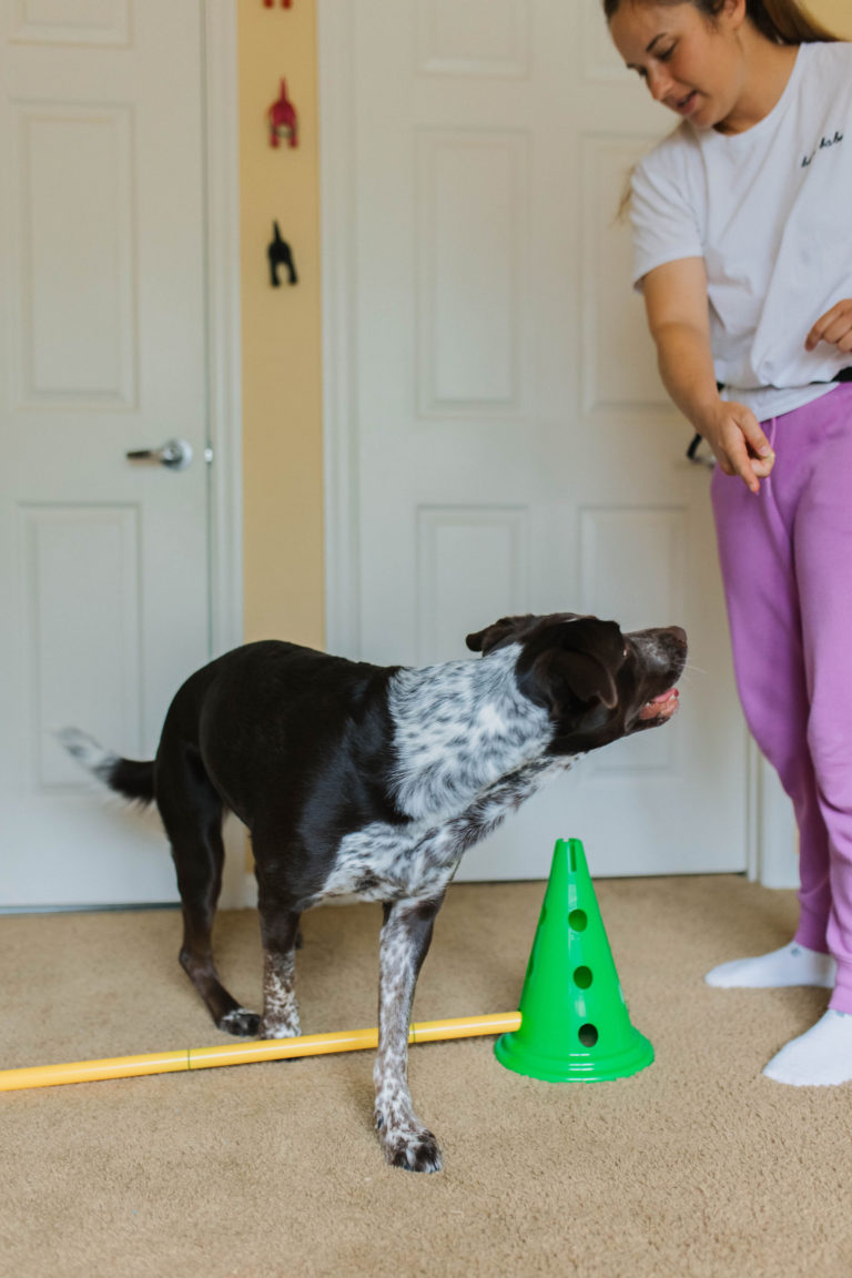 3 Beginner FitPaws K9 Fitness Exercises