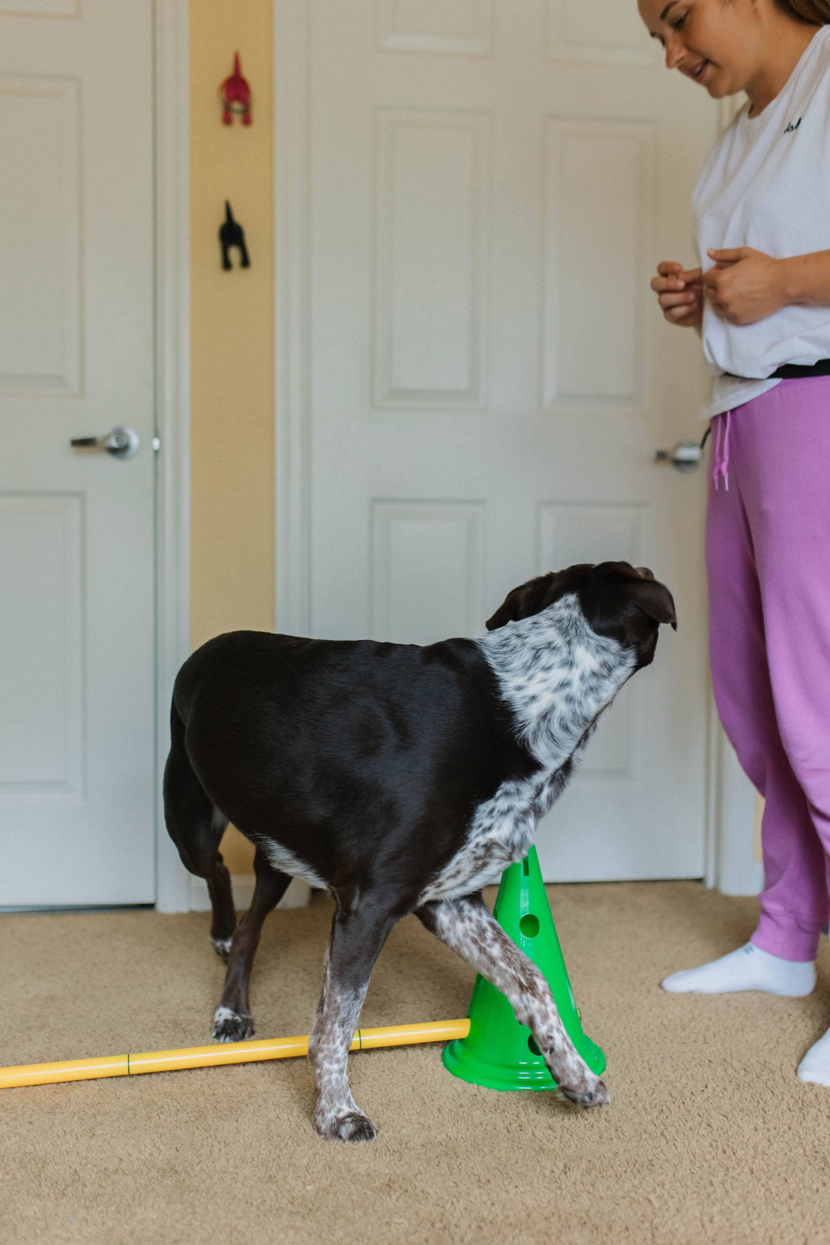 3 Beginner FitPaws K9 Fitness Exercises