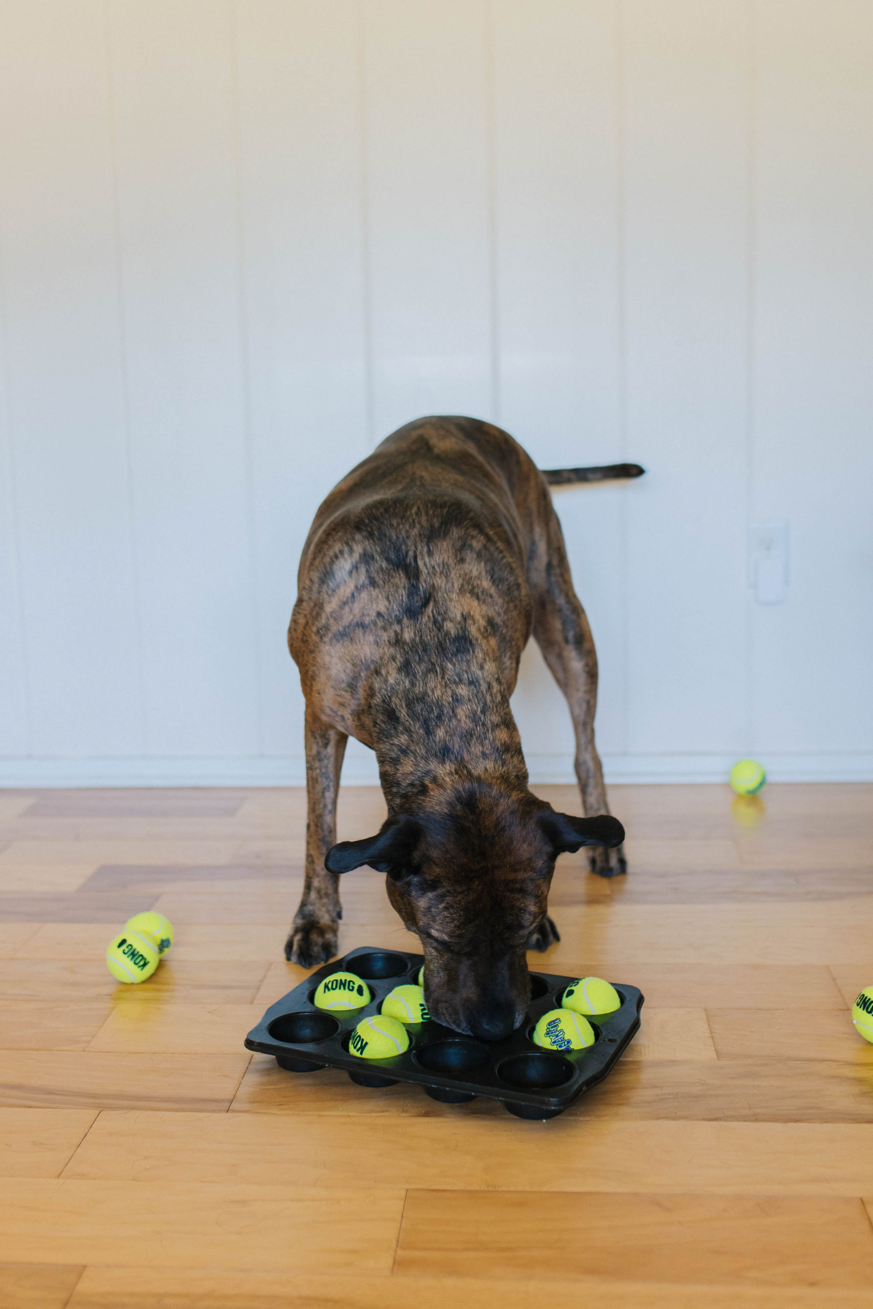 3 DIY Dog Enrichment Ideas Using Tennis Balls