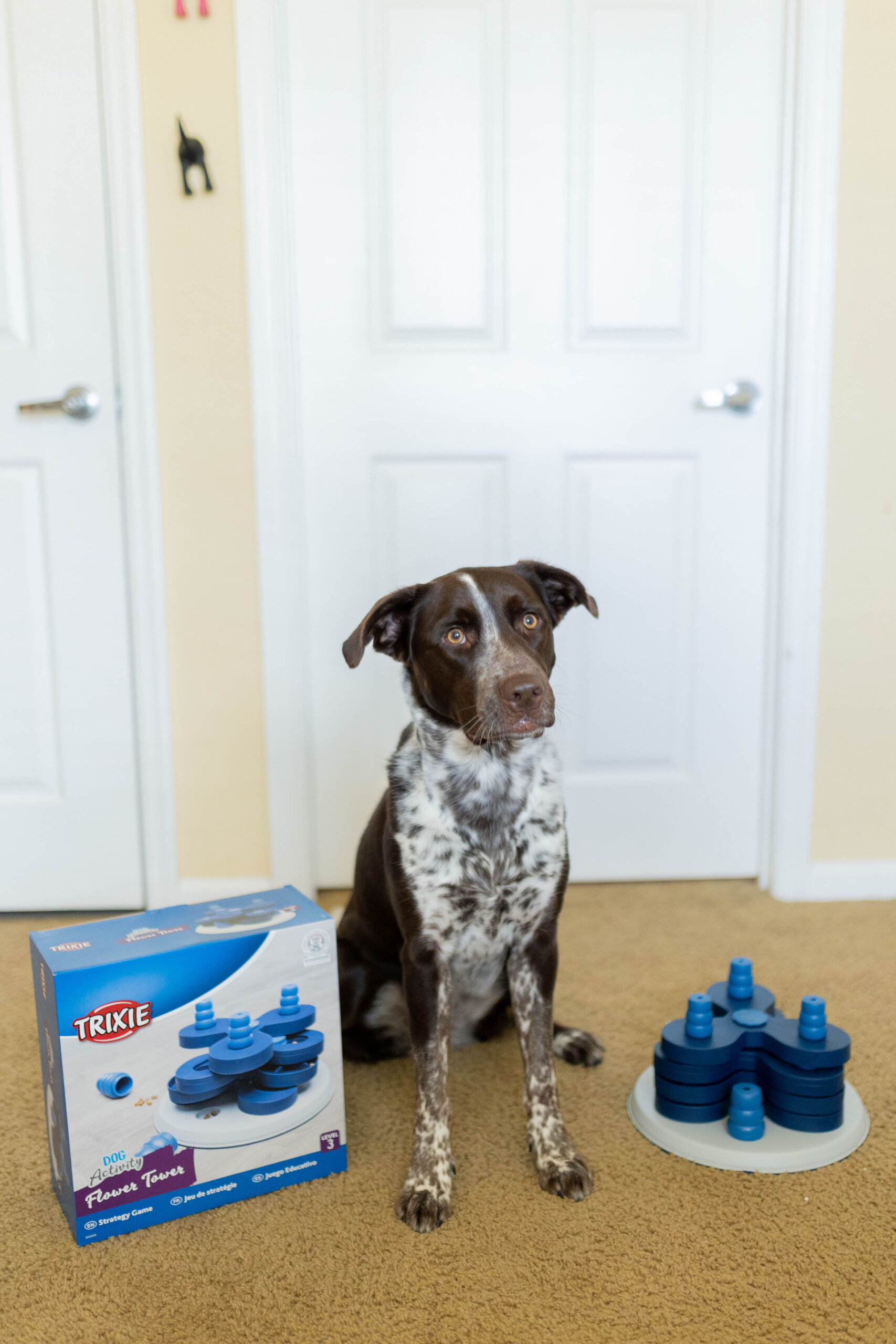 3 Dog Enrichment Activities Using Toilet Paper Rolls