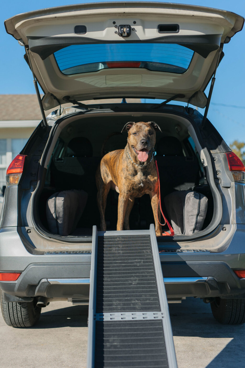 WeatherTech Lightweight Folding Dog Ramp: Dog Ramps For Large Dogs ...