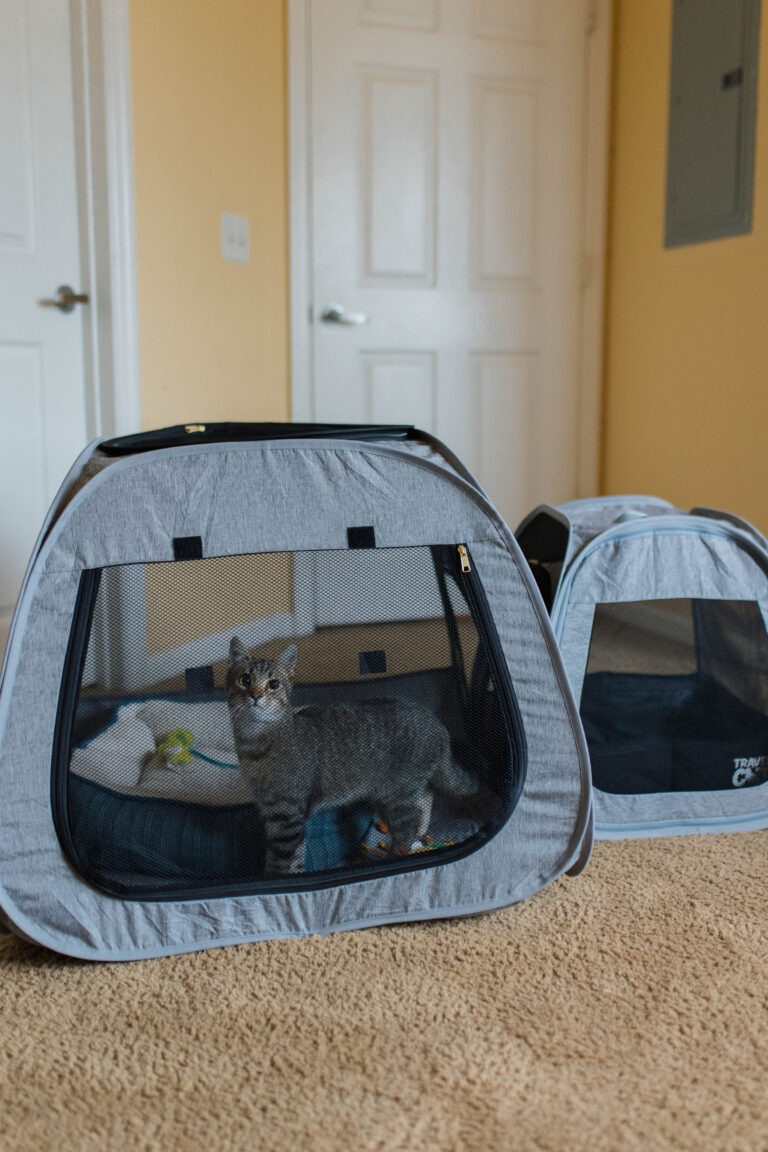 Portable Cat Enclosure Tent Review – Sparkles and Sunshine Blog