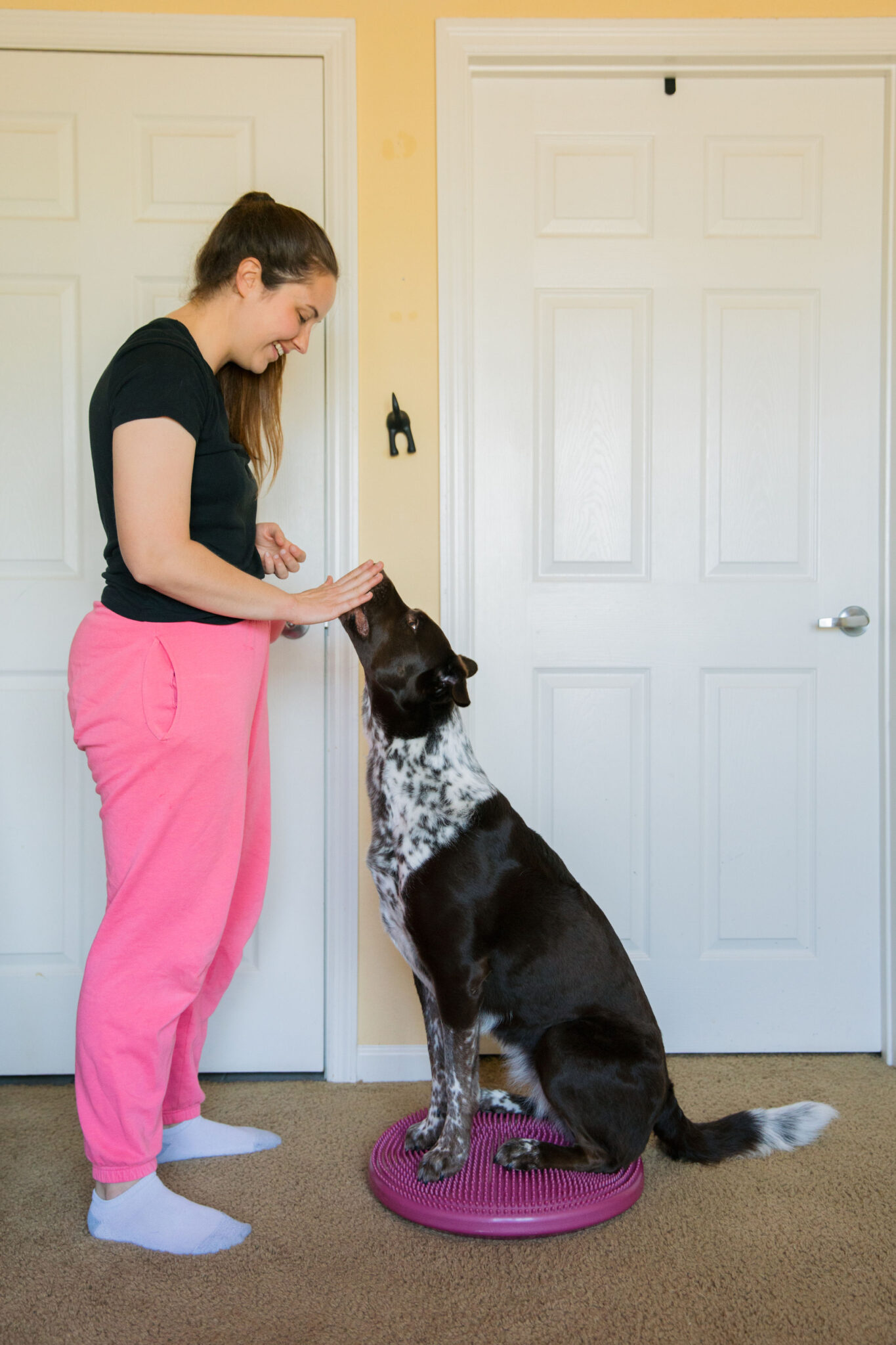 3 FitPaws Balance Disc K9 Fitness Exercises – Sparkles and Sunshine Blog