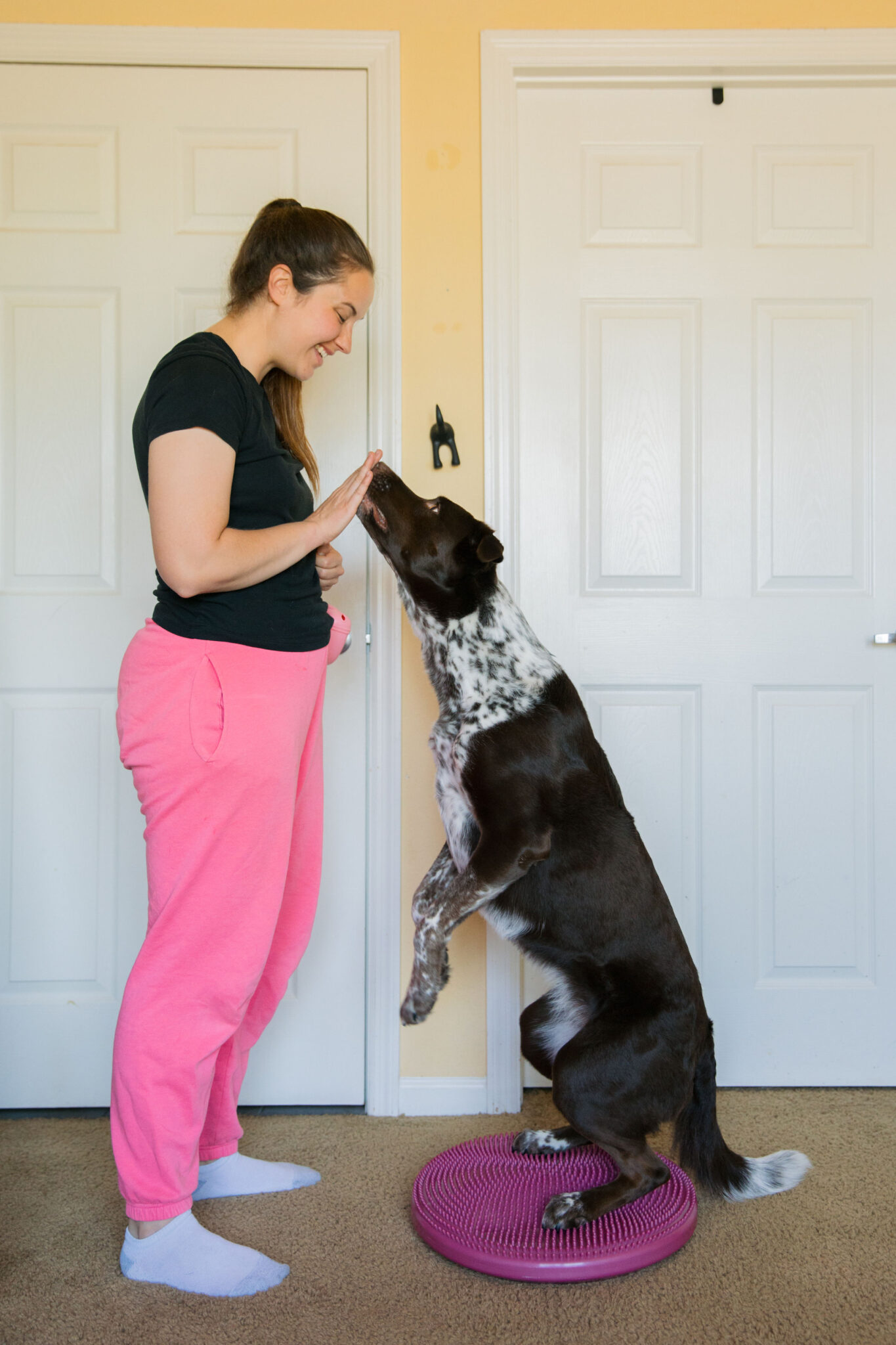 3 FitPaws Balance Disc K9 Fitness Exercises – Sparkles and Sunshine Blog