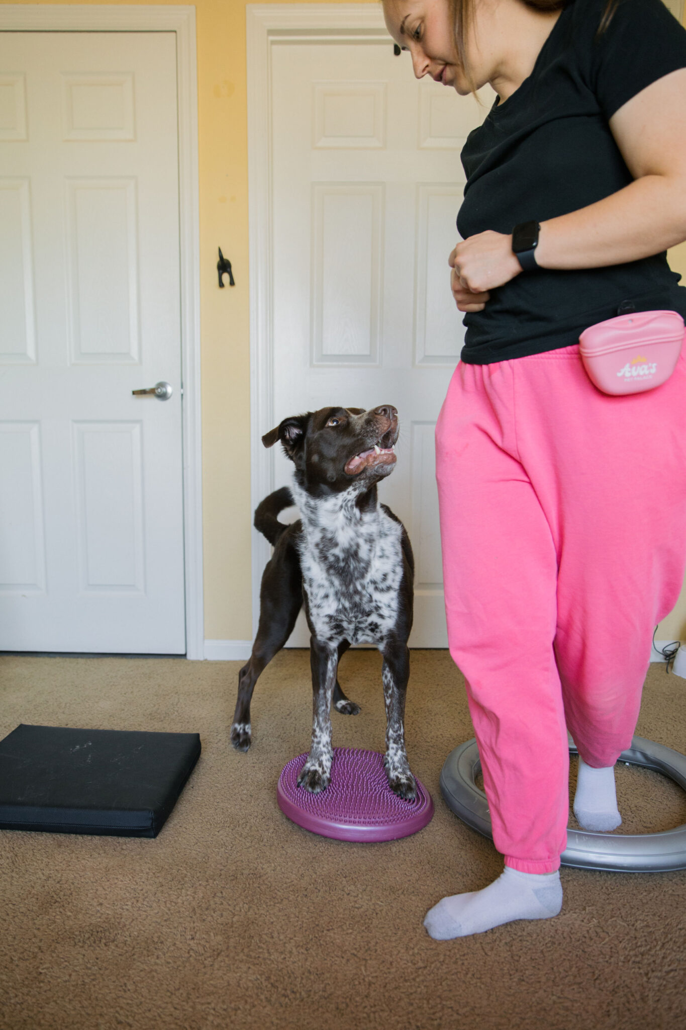 3 FitPaws Balance Disc K9 Fitness Exercises – Sparkles and Sunshine Blog