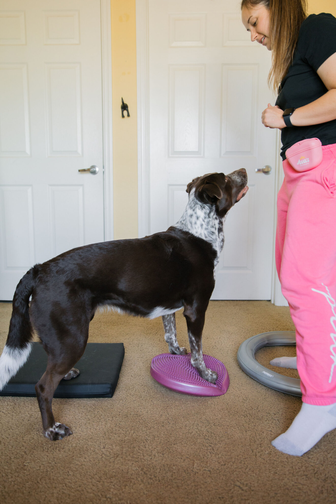 3 FitPaws Balance Disc K9 Fitness Exercises – Sparkles and Sunshine Blog