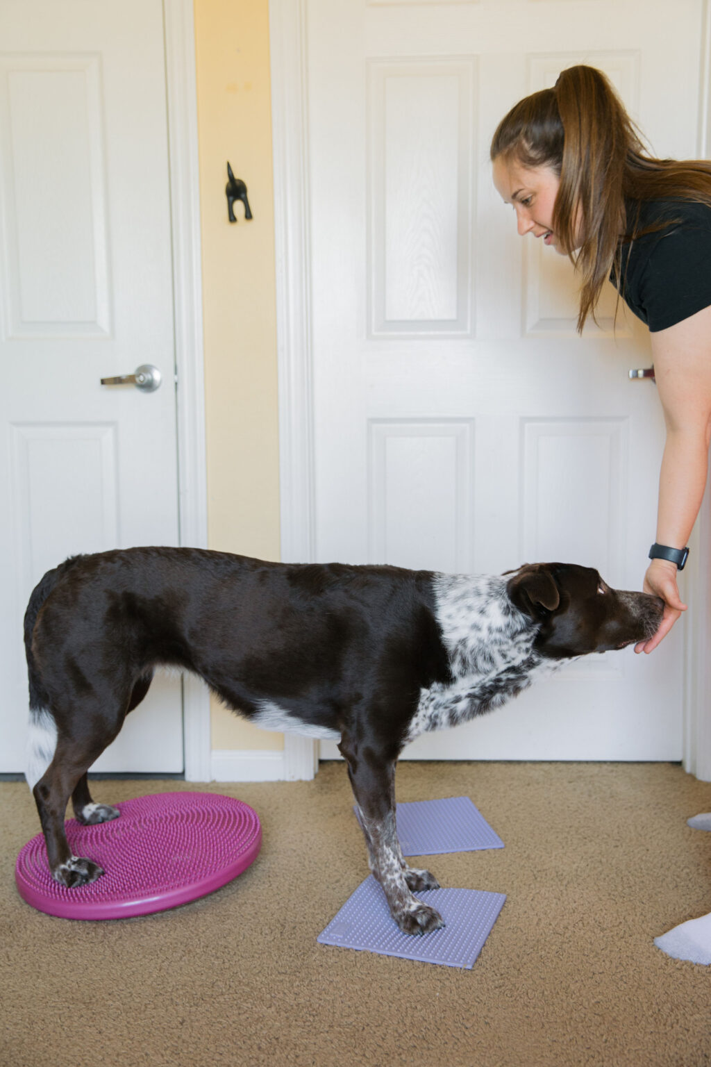 3 FitPaws Balance Disc K9 Fitness Exercises – Sparkles and Sunshine Blog